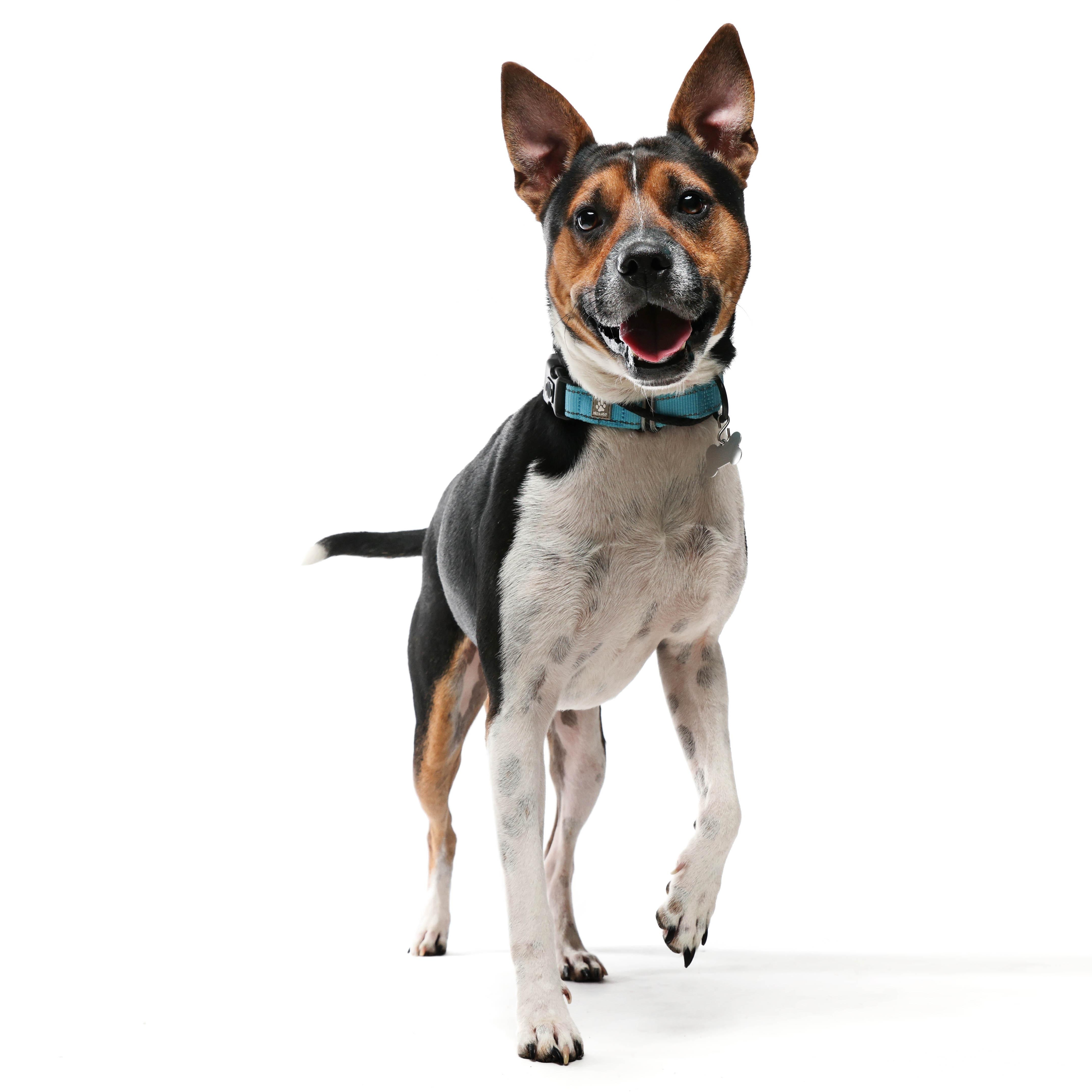 Dog for adoption - Monk, an Australian Kelpie Mix in Staten Island , NY ...