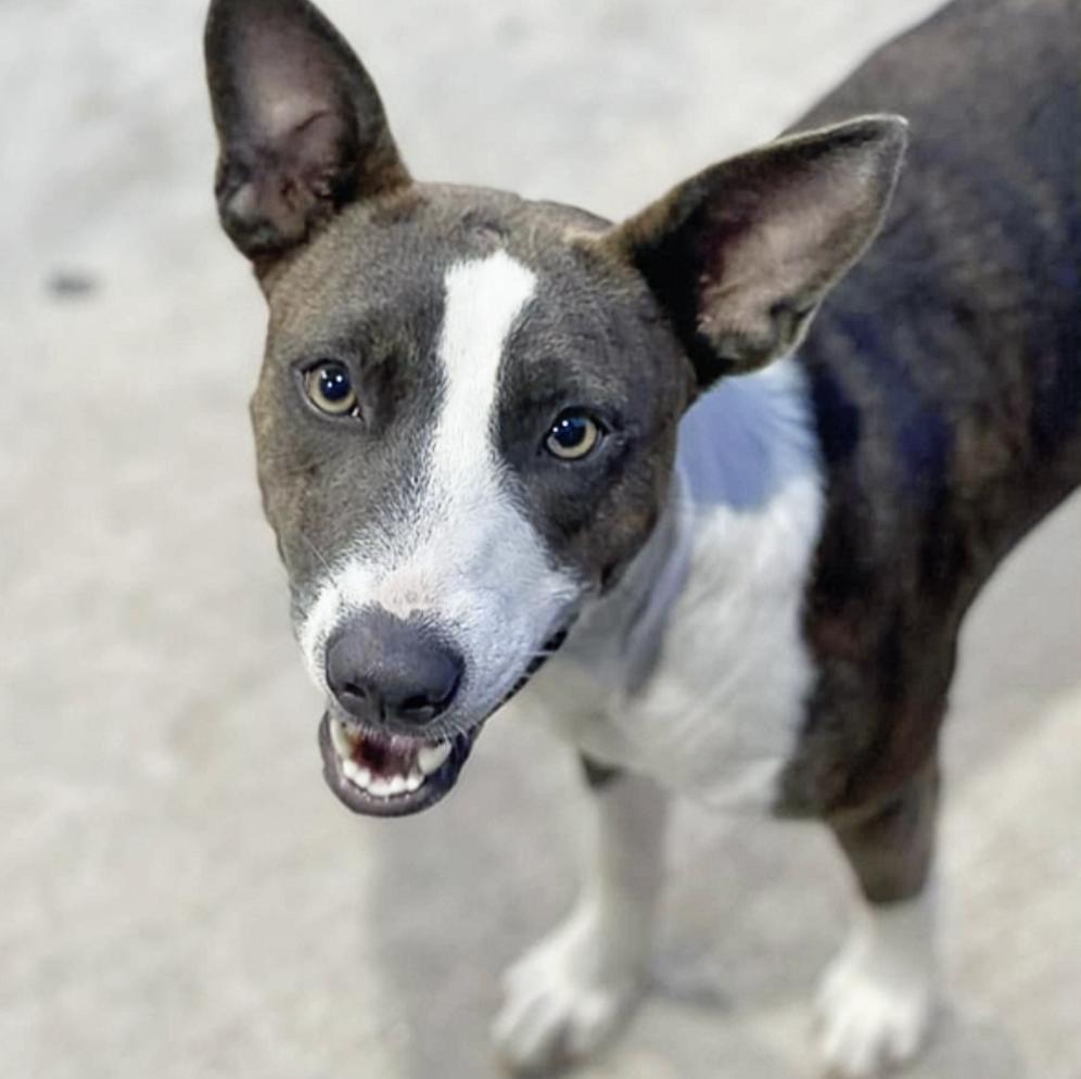 Dog for adoption - Ramona, a Mixed Breed in Albany, NY | Petfinder