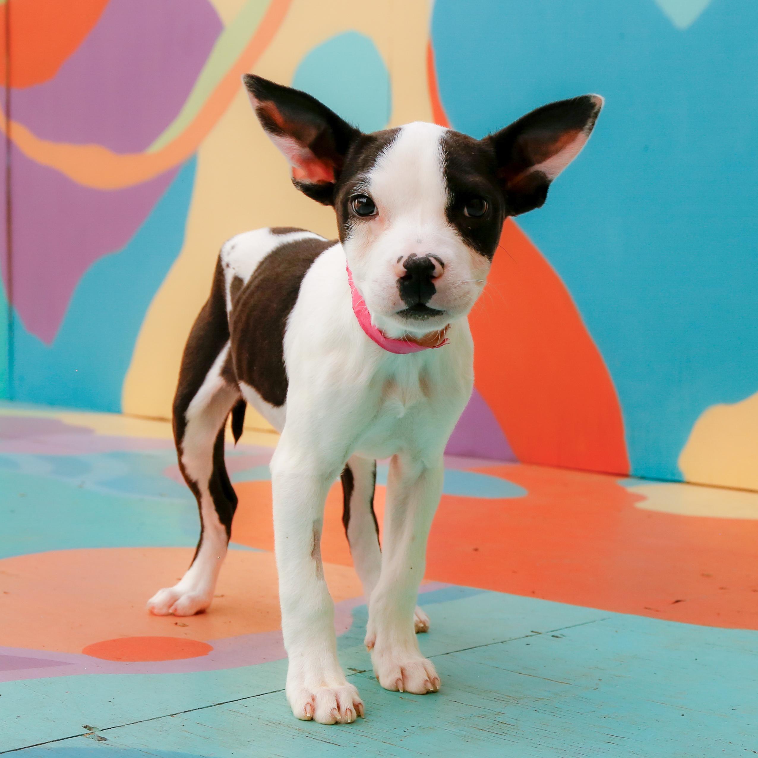 Dog for adoption - Cinnamon Roll, a Labrador Retriever in Dallas, TX ...