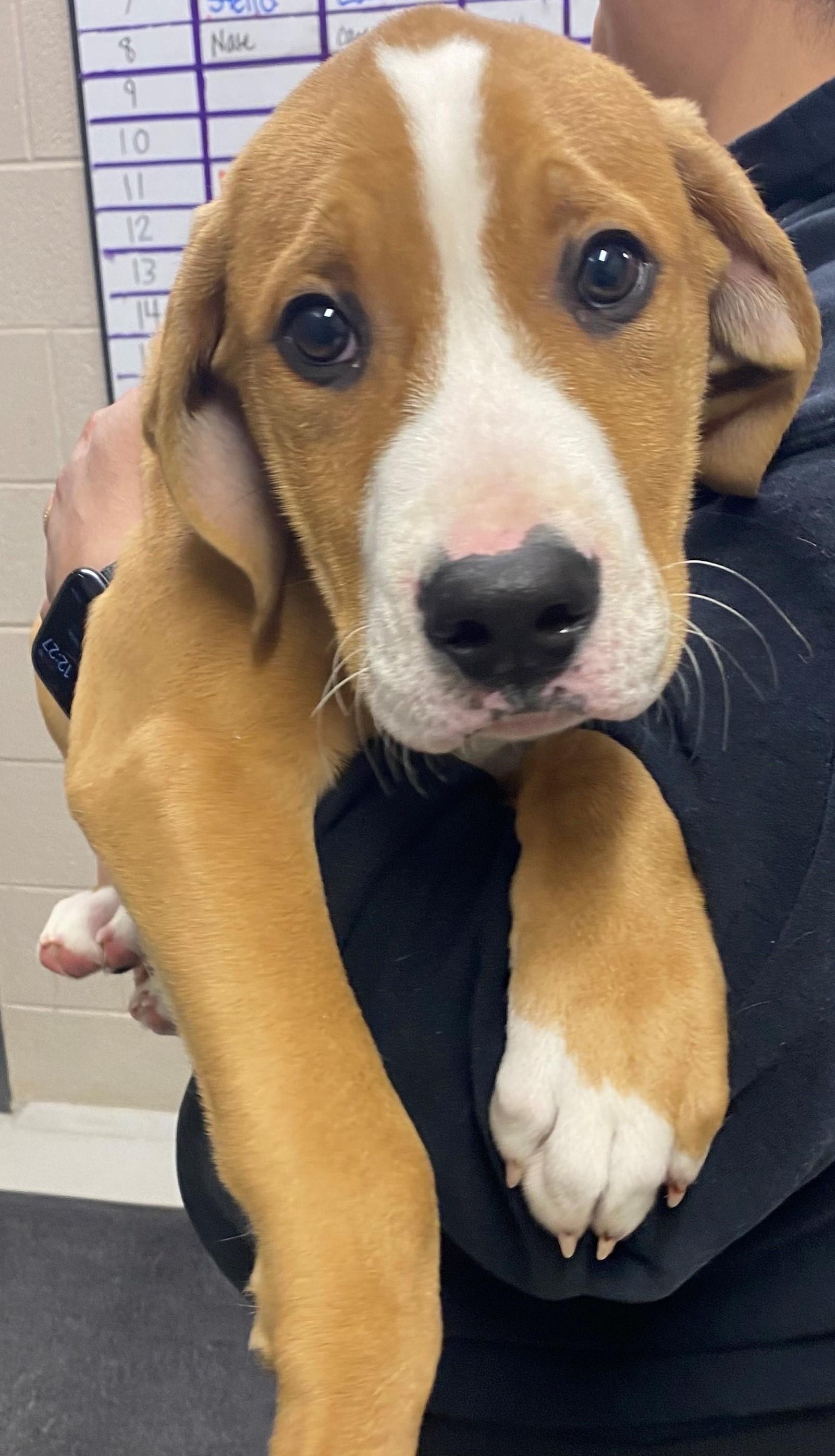 Dog for adoption - Elvis DS-088/25, a Coonhound Mix in Burlington, ON ...