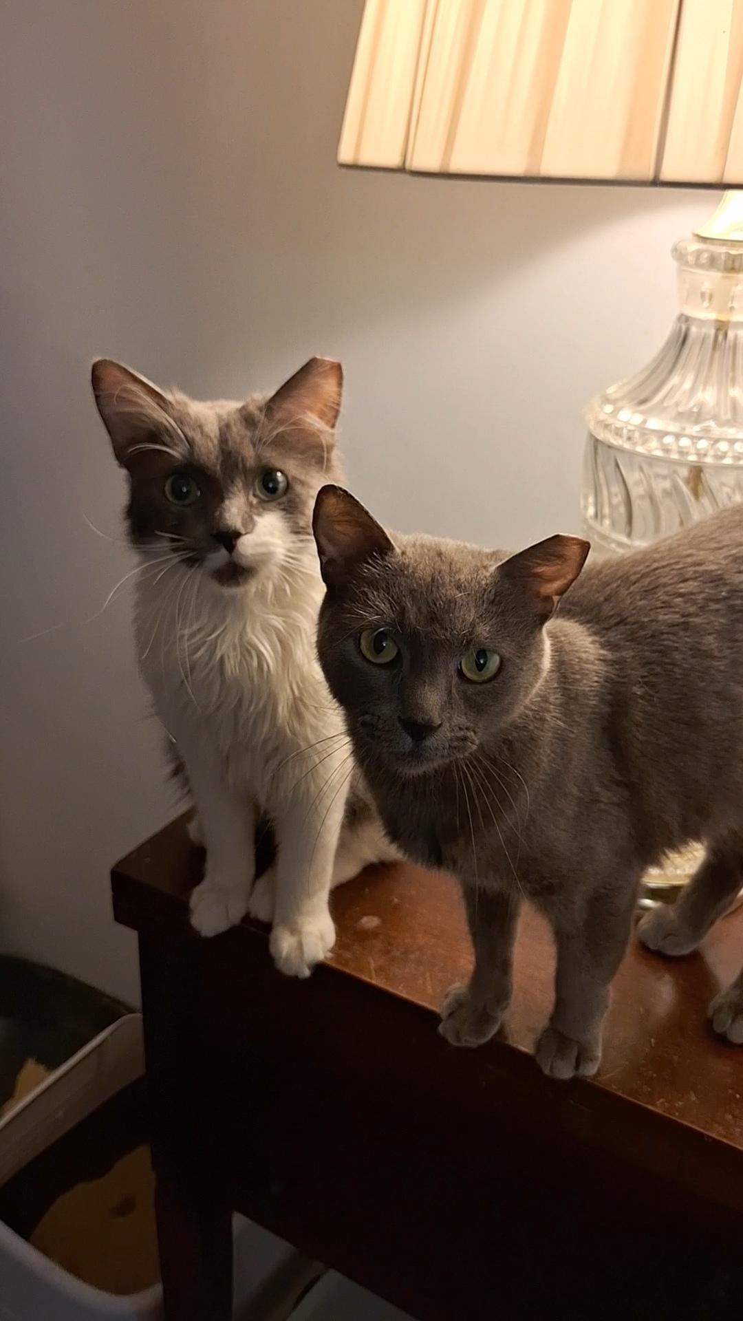 Cat for adoption - Gordo+Gretta (bonded pair), a Domestic Medium Hair ...