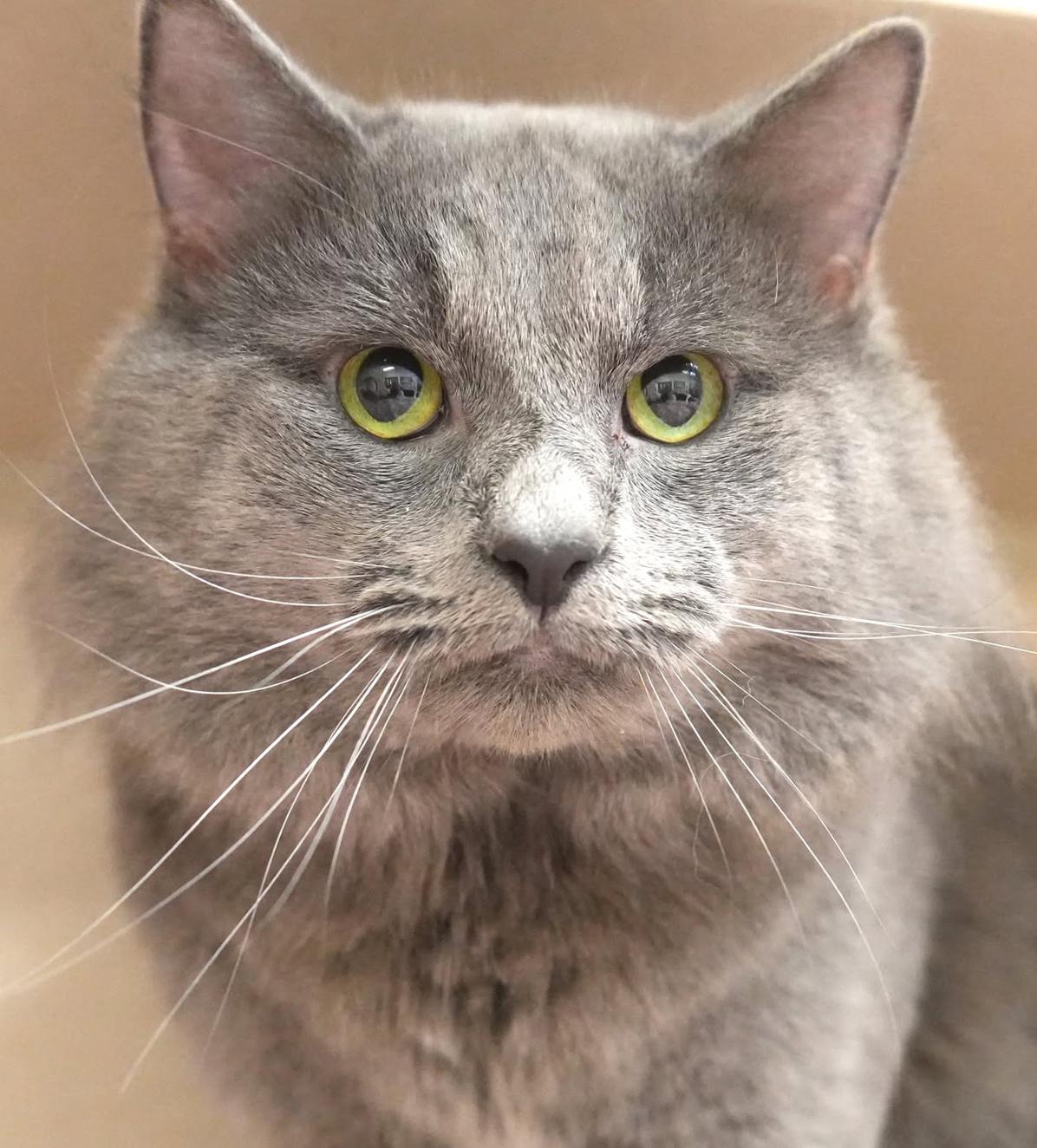 Cat for adoption - Mutton Chop loves to snuggle non stop! VIDEO ...