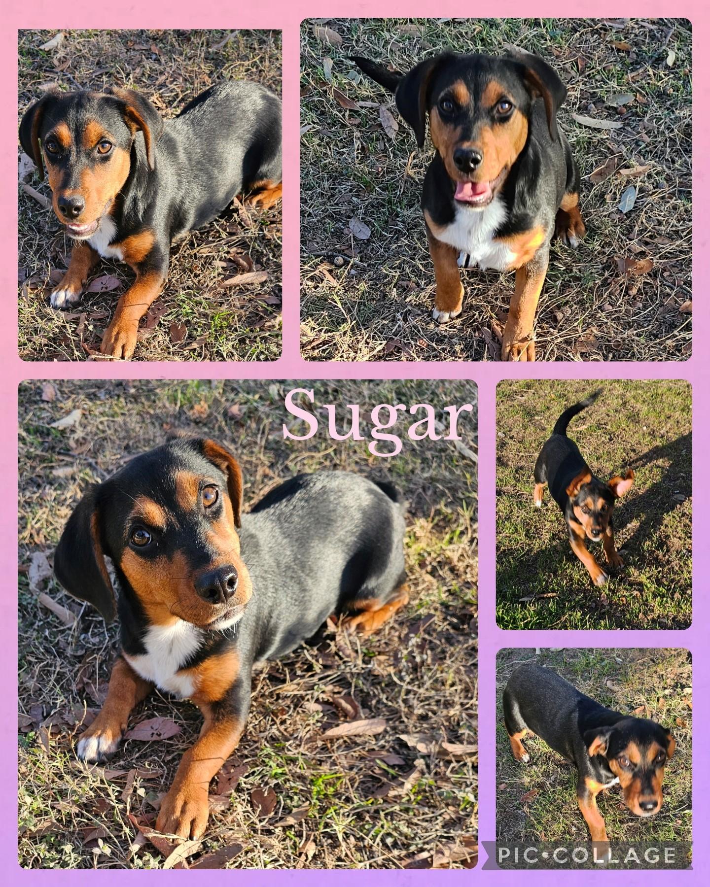 Dog for adoption - Sugar, a Beagle & Dachshund Mix in Universal City ...