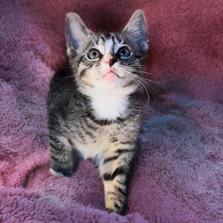 Cat for adoption - Killian, a Tabby & Domestic Short Hair Mix in ...
