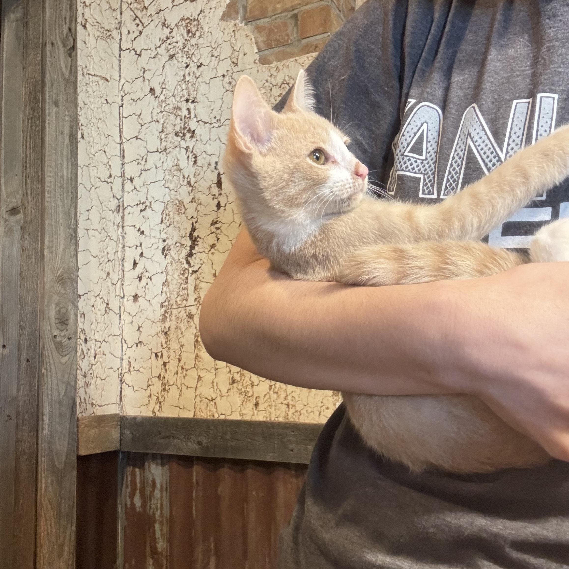 Cat for adoption - Alexander, a Domestic Short Hair Mix in Elkhorn, WI | Petfinder