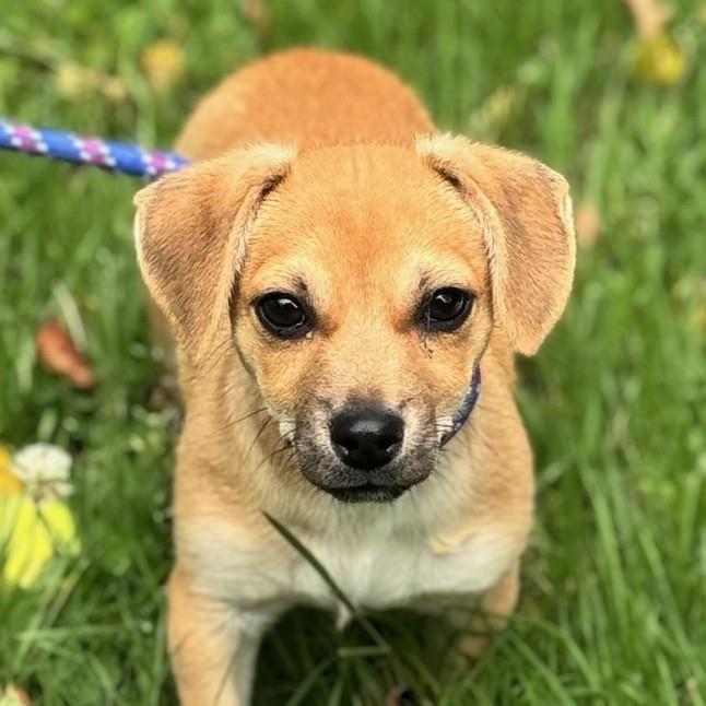 Dog for adoption - Dax, a Chihuahua Mix in NEWTOWN, PA | Petfinder