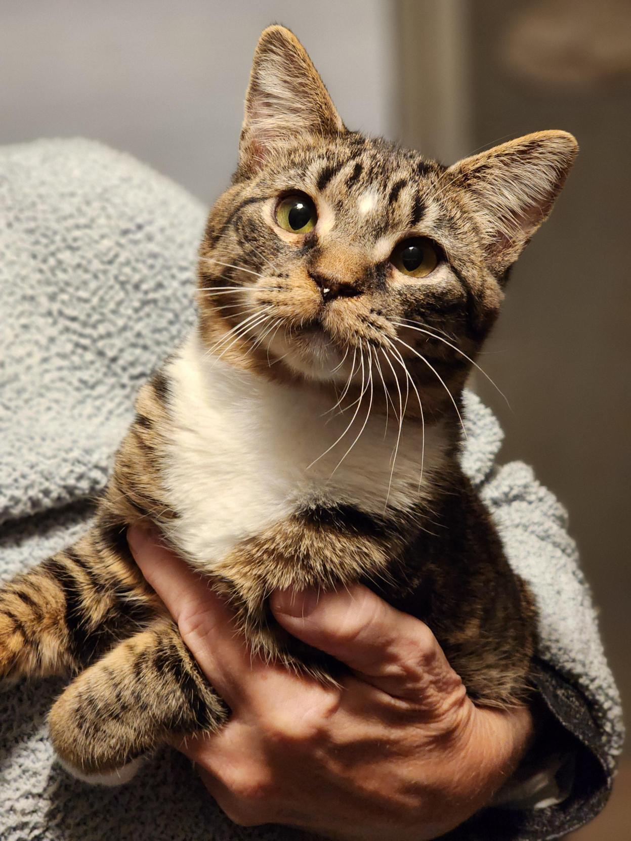 Cat for adoption - Peake, a Domestic Short Hair in Bristol, TN | Petfinder