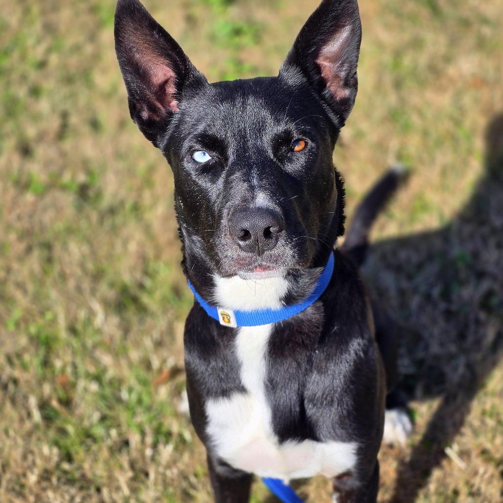 Dog for adoption - Pony, a Cattle Dog & Pit Bull Terrier Mix in Richmond, VA | Petfinder