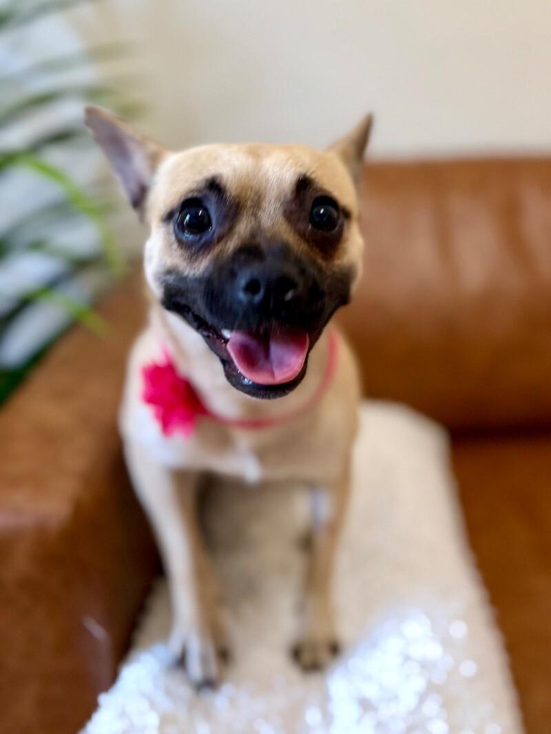 Dog for adoption - Francine, a Pug & Chihuahua Mix in Indianapolis, IN ...