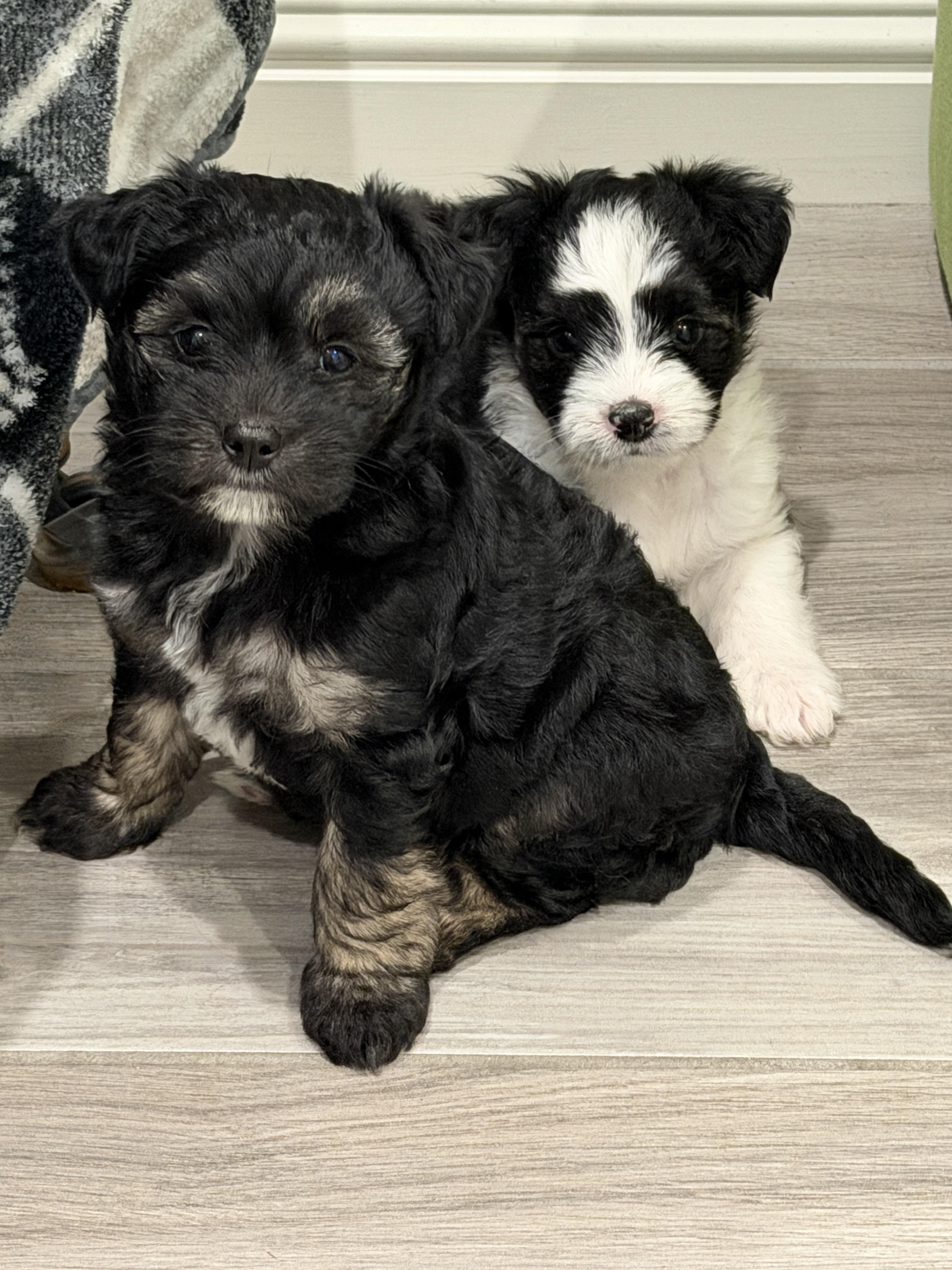 Mindy - Adoptable Pet | Petfinder | Petfinder