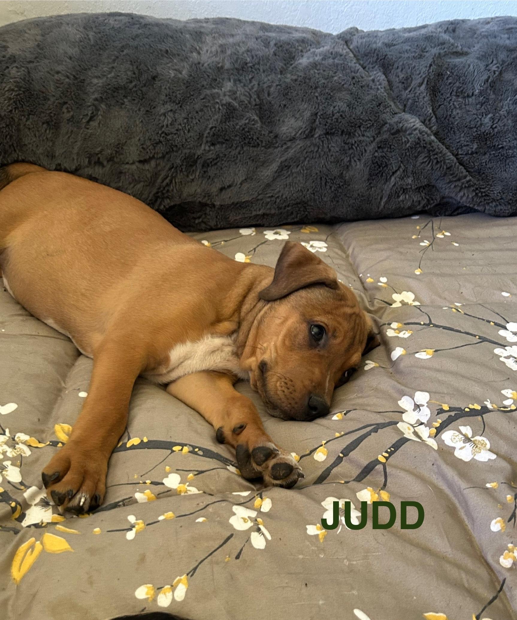 Dog for adoption - judd, a Pit Bull Terrier Mix in Niles, MI | Petfinder