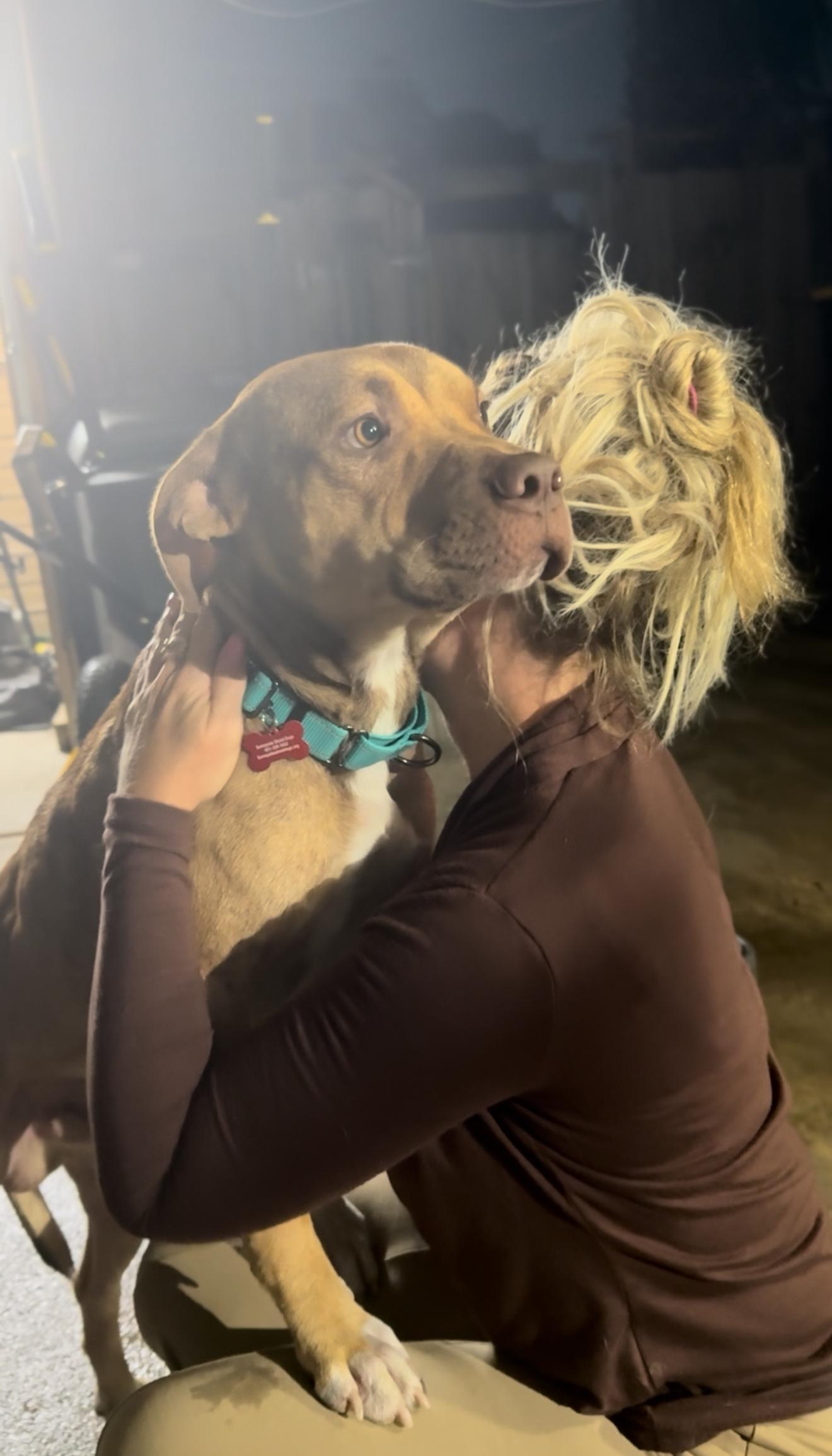 Dog for adoption - Teddy Roo, an American Staffordshire Terrier Mix in ...