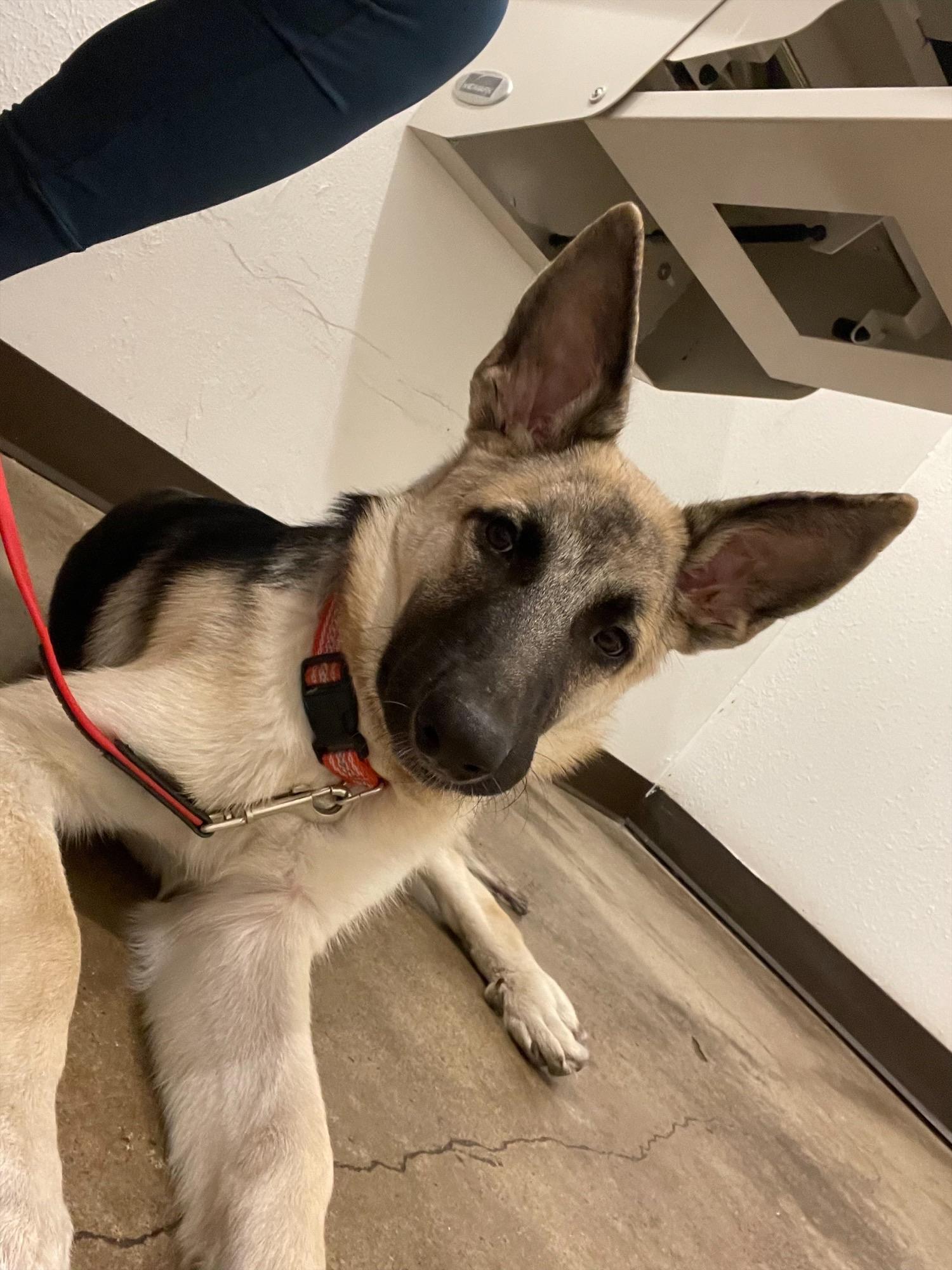 Dog for adoption - Elke, a German Shepherd Dog in Horseheads, NY ...