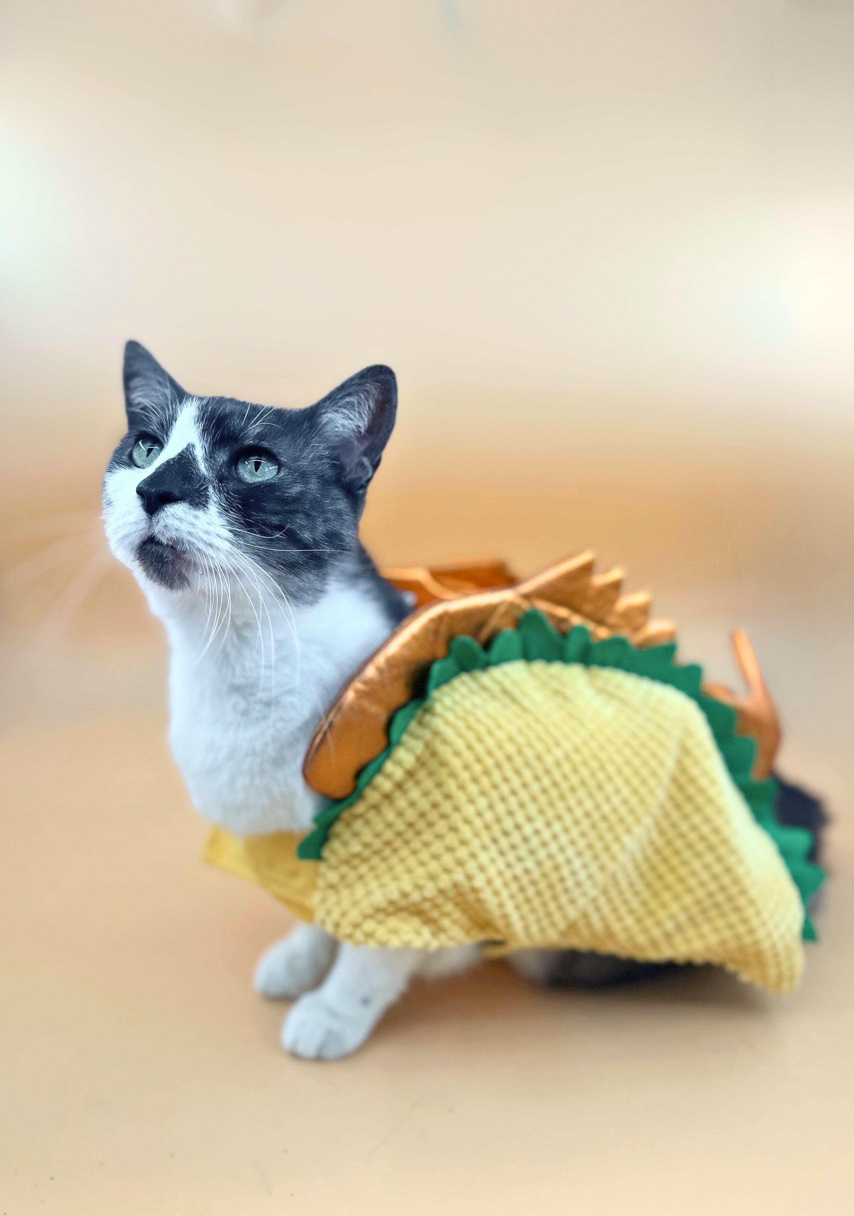 Cat for adoption - Greg, a Domestic Short Hair in Dahlonega, GA | Petfinder