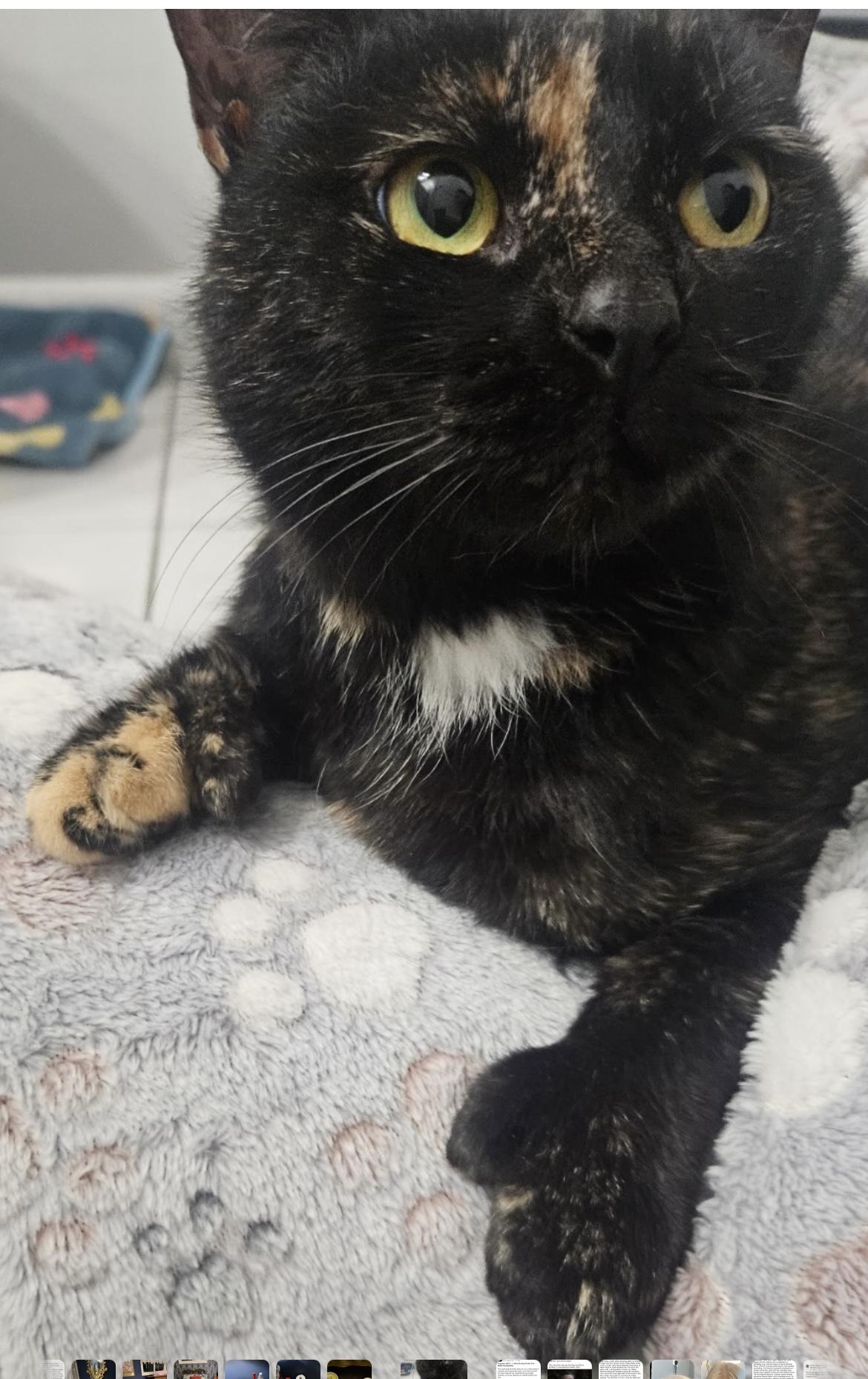 Cat for adoption - Phoebe, an Extra-Toes Cat / Hemingway Polydactyl in ...