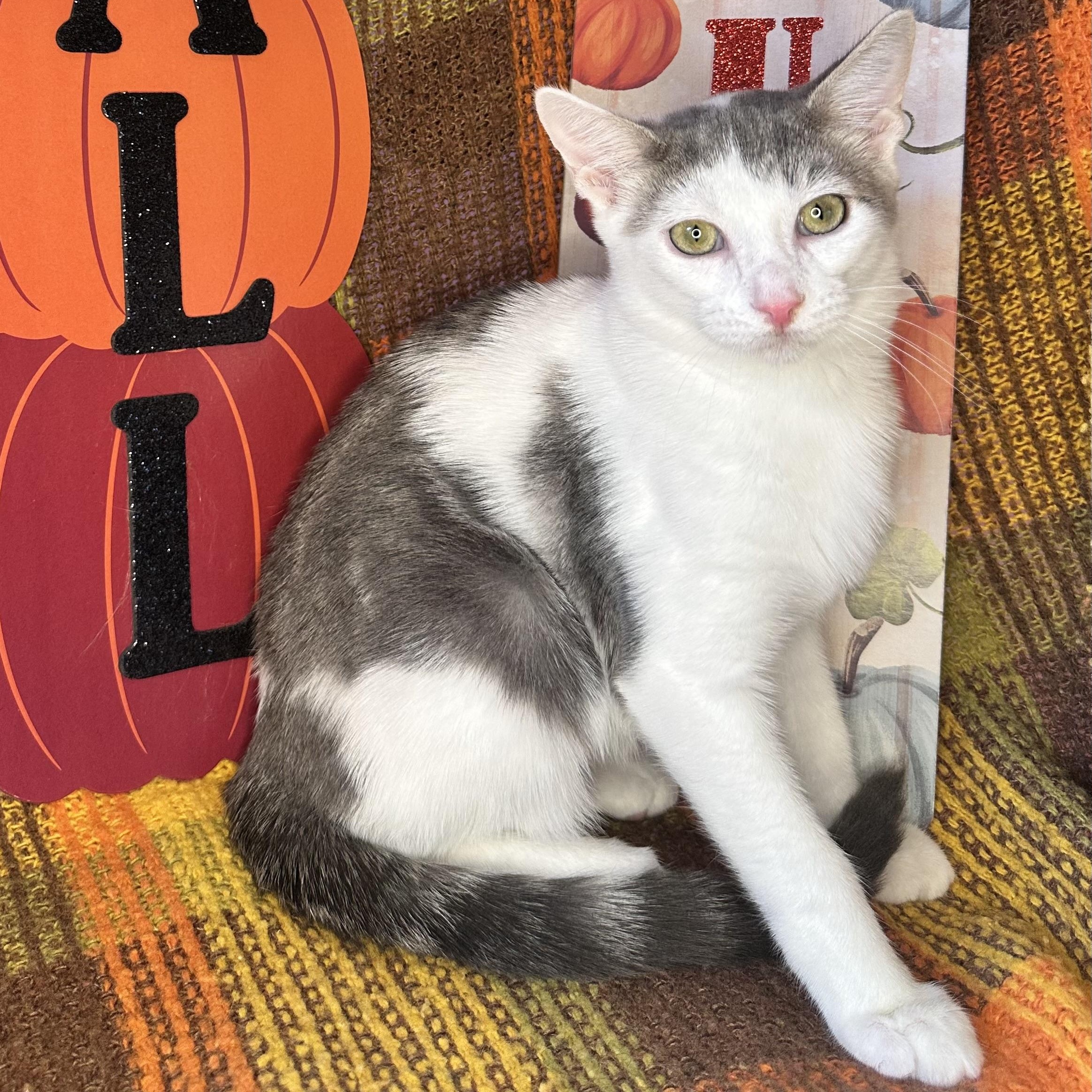 Cat for adoption - Janice, a Turkish Van & American Shorthair Mix in ...