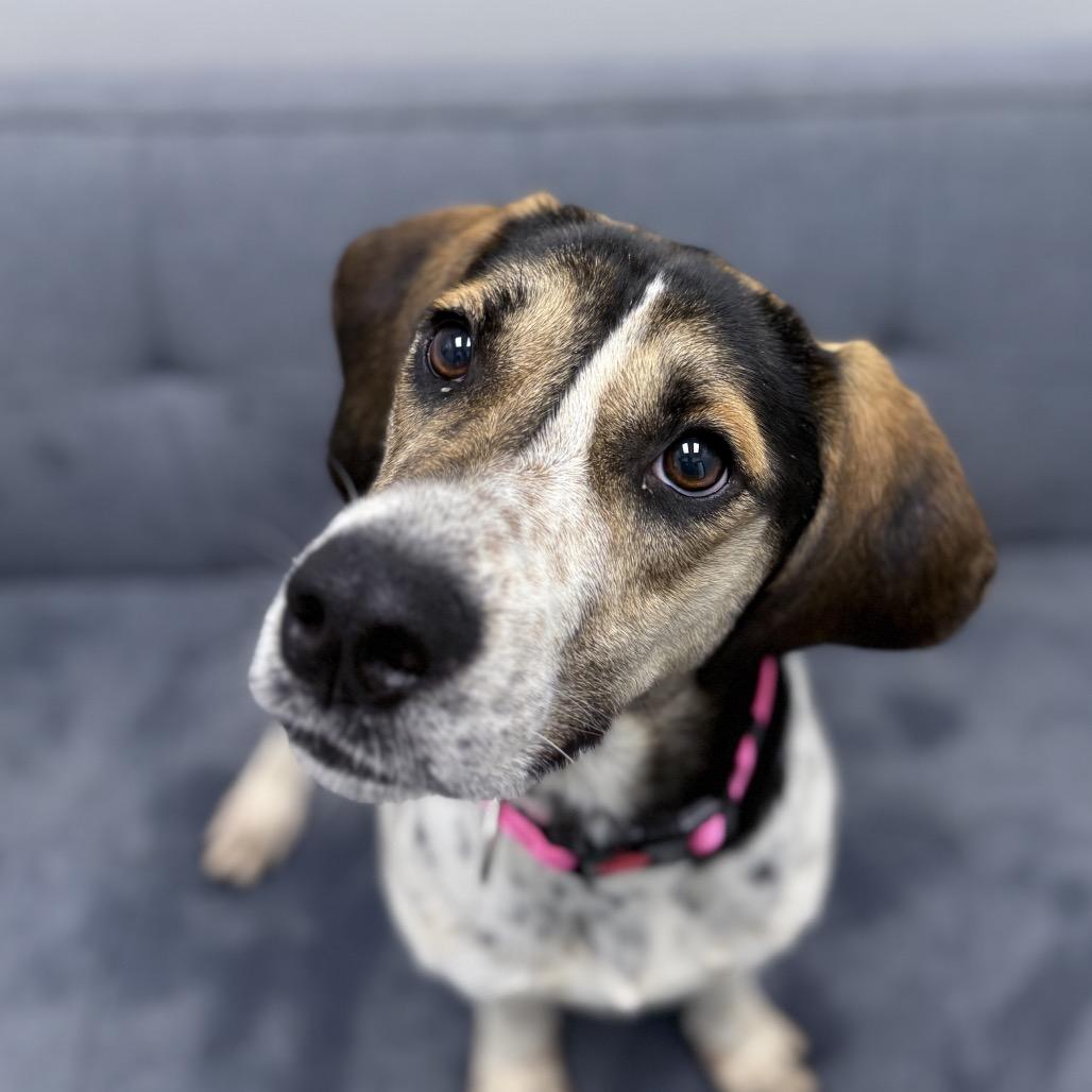 Dog for adoption - Sweetums, a Coonhound & Beagle Mix in Monticello, IA ...