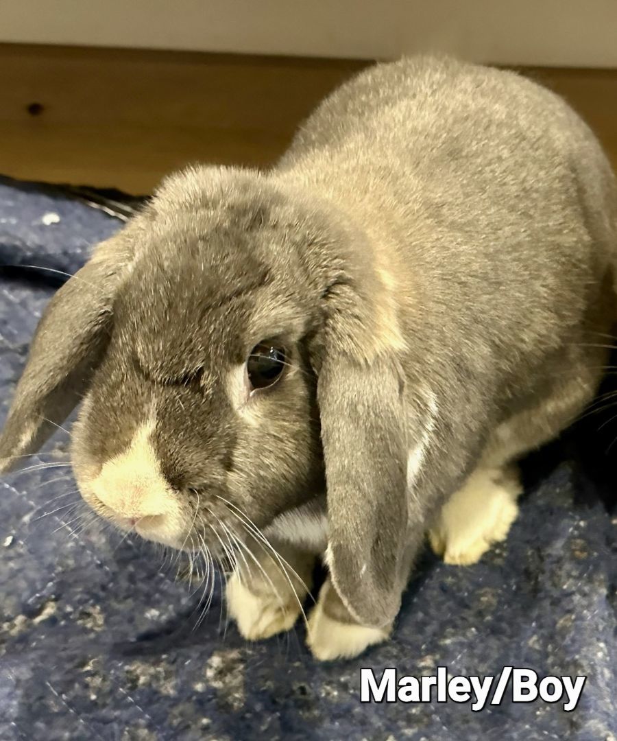 Rabbit for adoption - Marley, a Holland Lop in Eagle, ID | Petfinder
