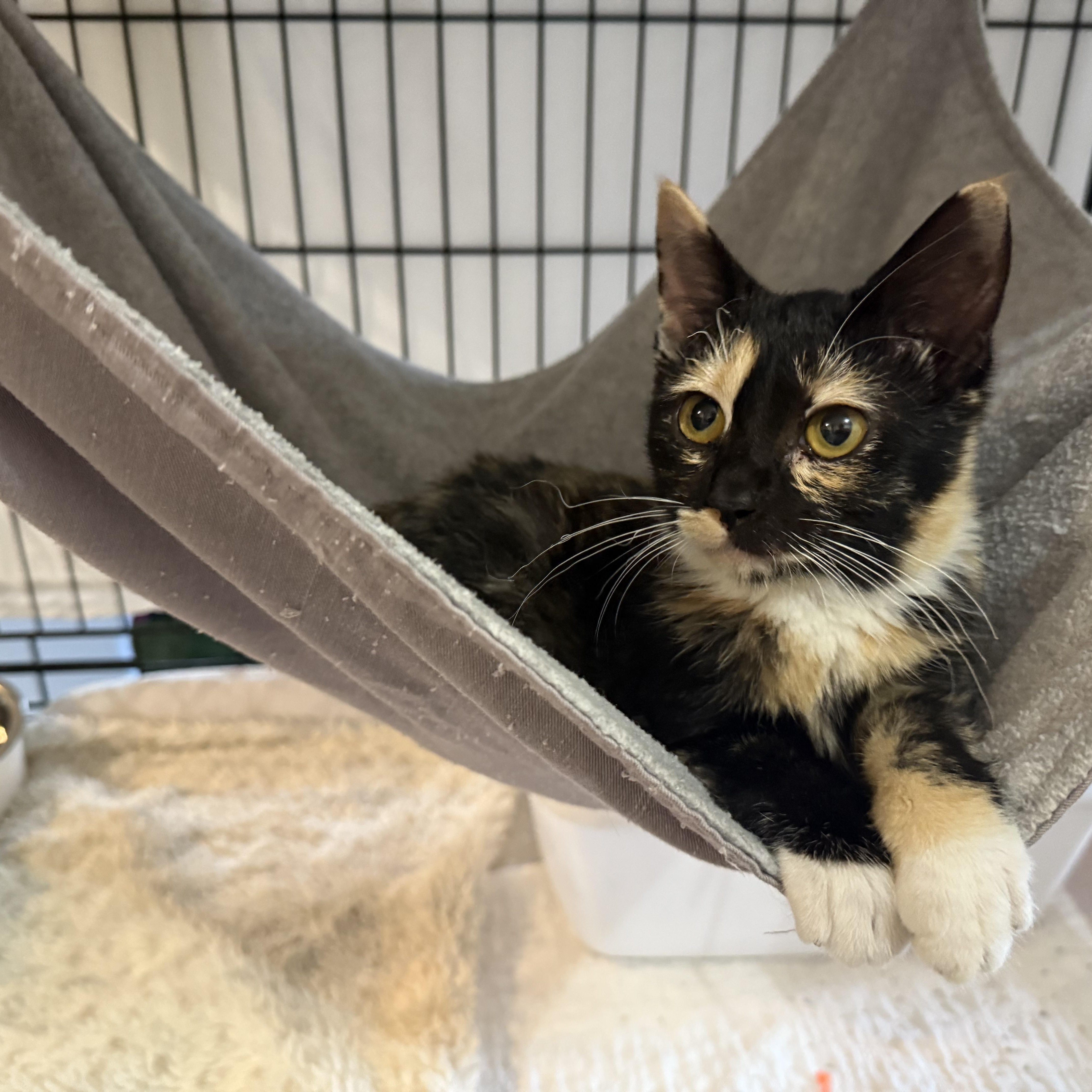 Cat for adoption - POPPIT, a Domestic Short Hair in La Crescent, MN ...