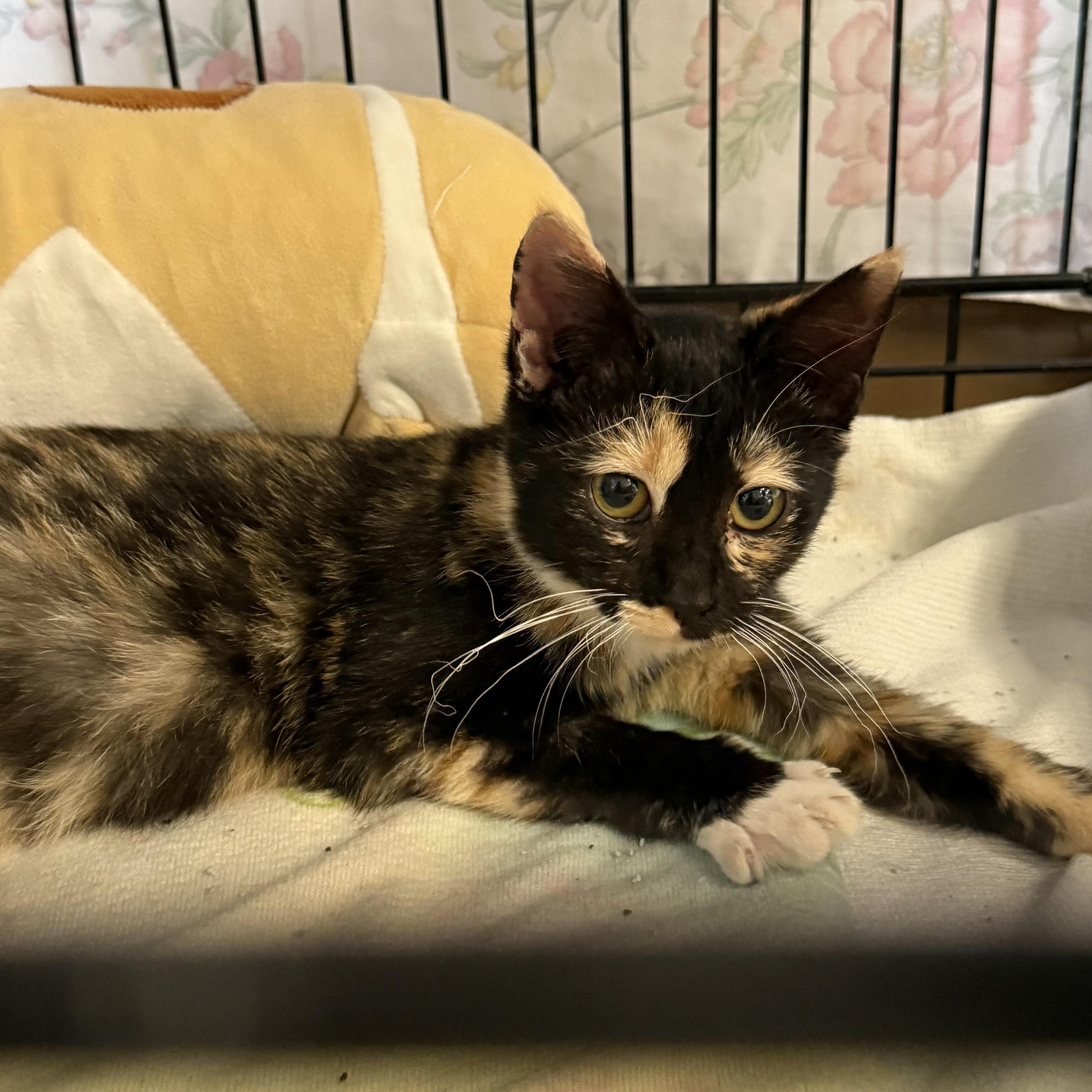 Cat for adoption - POPPIT, a Domestic Short Hair in La Crescent, MN ...