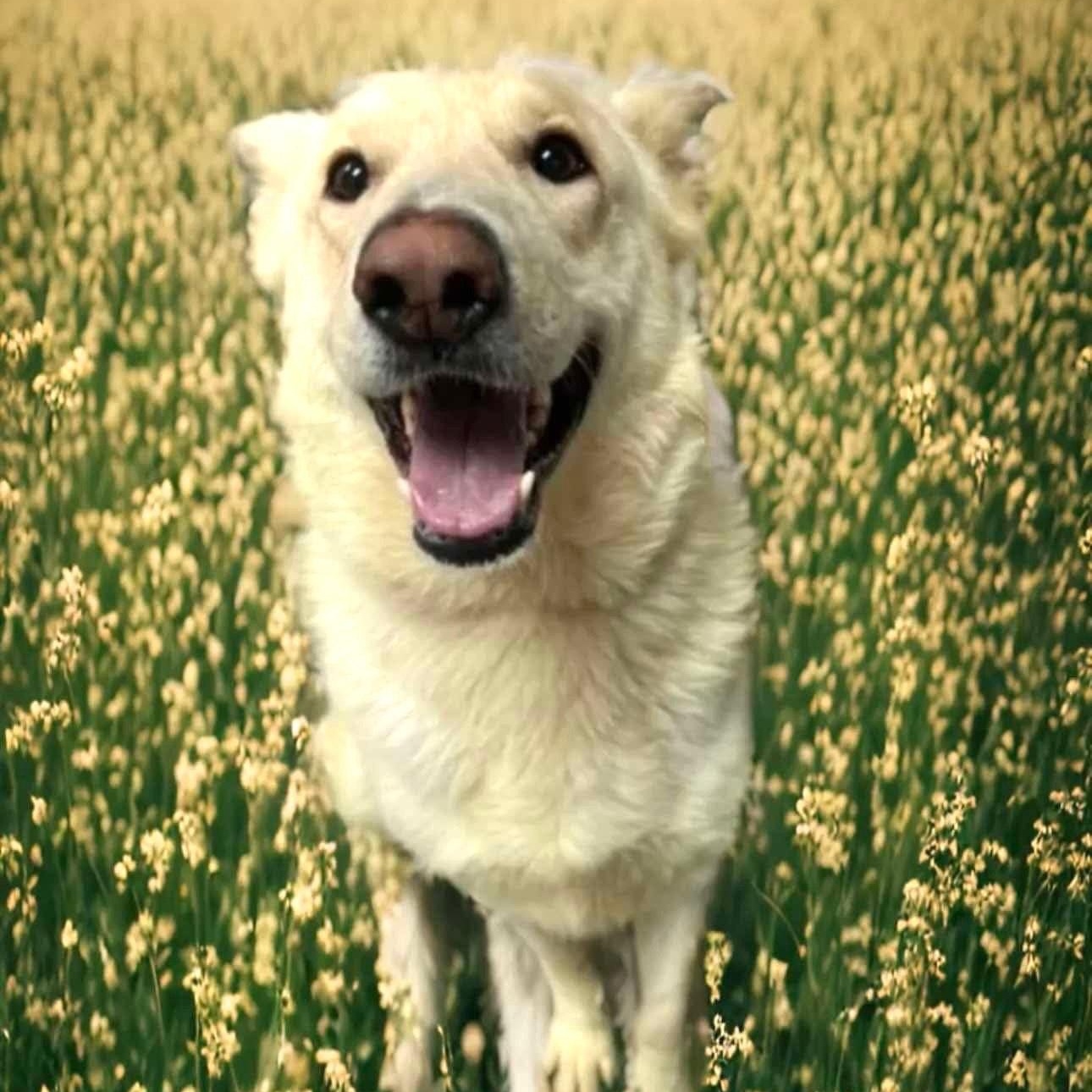 Dog for adoption - Franklin, a Shepherd in Ridgefield, NJ | Petfinder