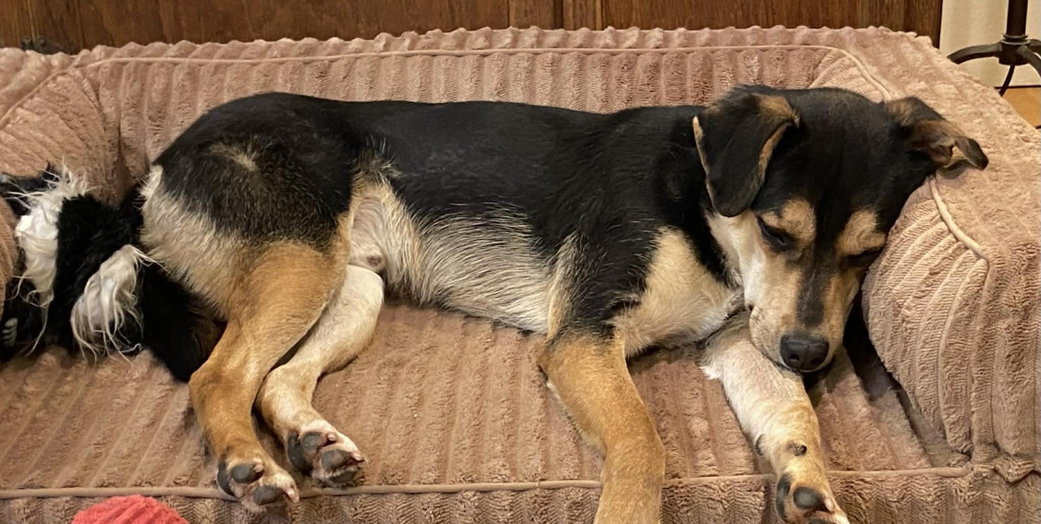 Marsh - Adoptable Pet | Petfinder | Petfinder