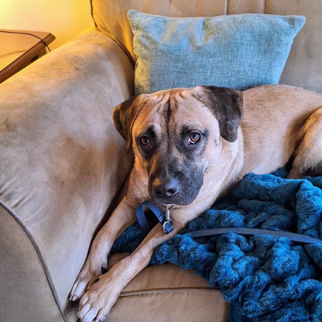 Dog for adoption - Thor, a Black Mouth Cur & Mastiff Mix in Bloomington ...