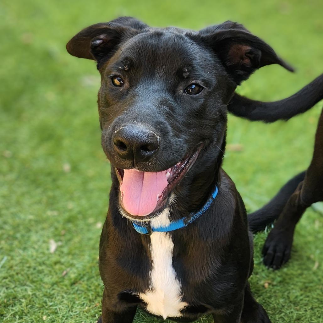 Dog for adoption - Vince LK, a Black Labrador Retriever & Boxer Mix in Renton, WA | Petfinder