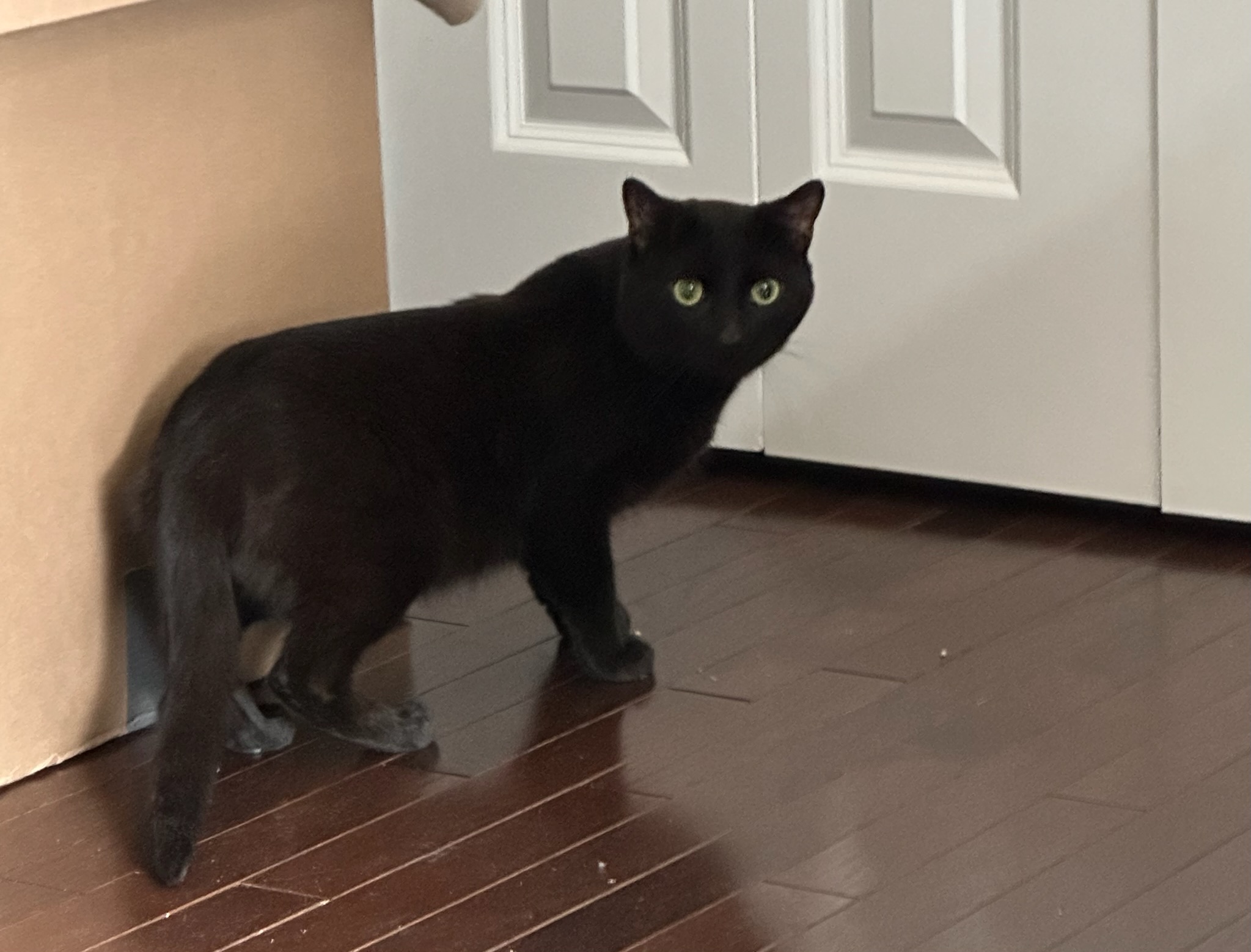 Cat for adoption - Ricky, a Domestic Short Hair & Tabby Mix in Watchung ...