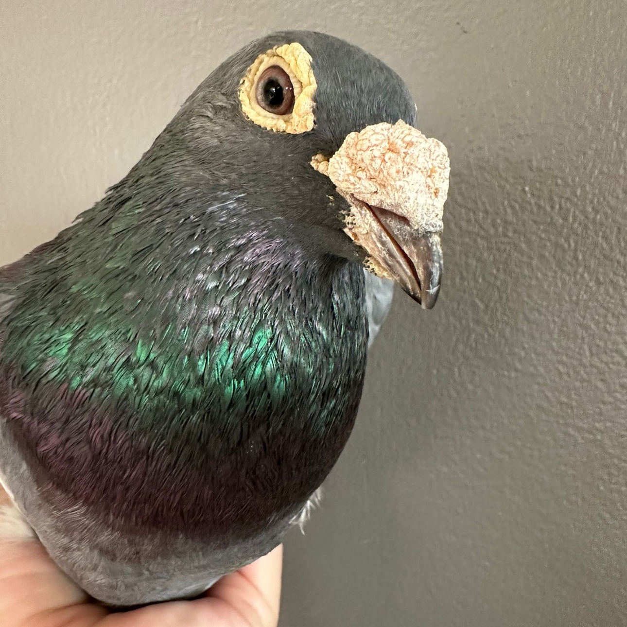 Dove for adoption - Lavash, a Pigeon in Chicago, IL | Petfinder