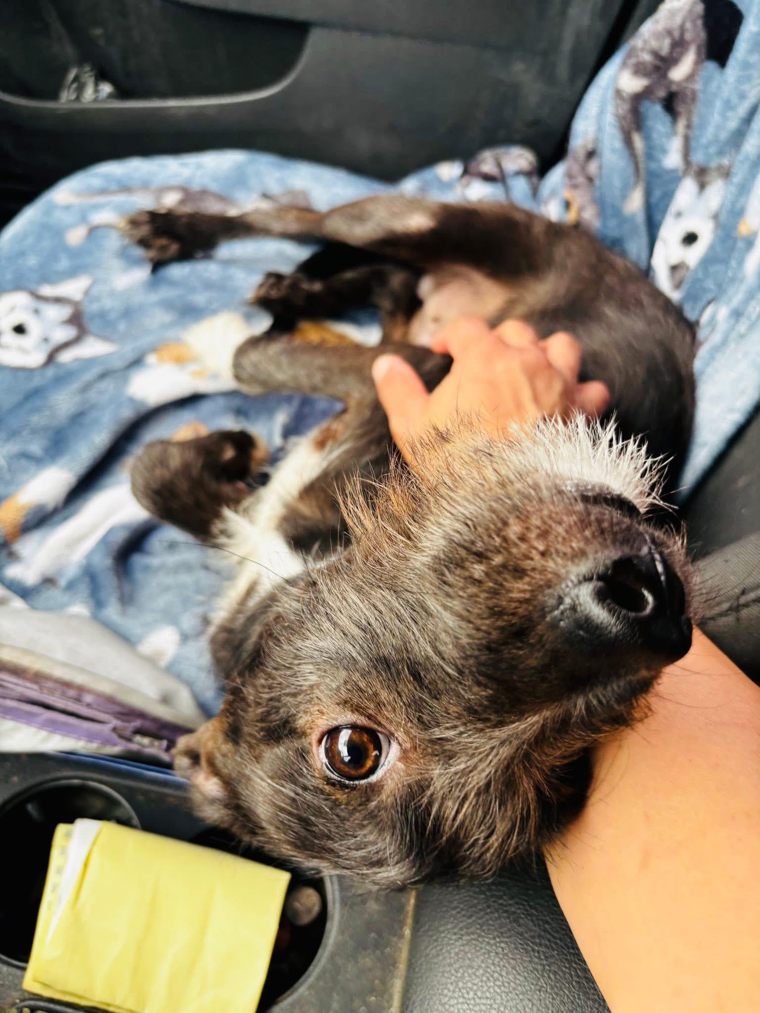 Dog for adoption - Pluto, a Terrier in Brunswick, ME | Petfinder