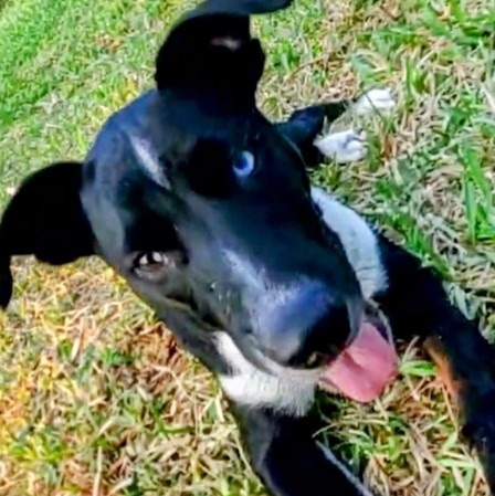 Dog for adoption - Elvis, a Cattle Dog & Black Labrador Retriever Mix ...