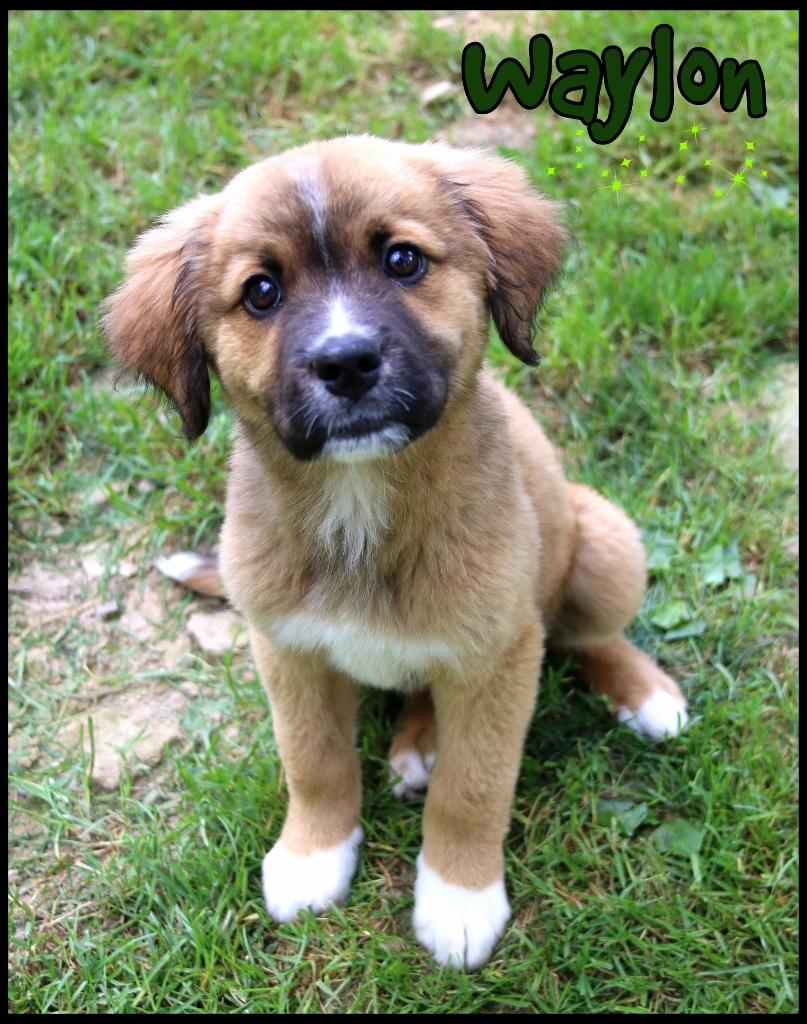 Dog for adoption - Waylon, a Saint Bernard & Labrador Retriever Mix in Shippenville, PA | Petfinder