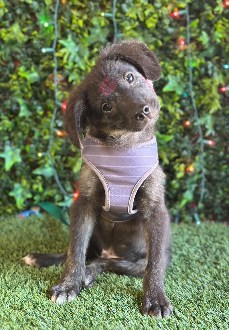 Dog for adoption - Rex, a Flat-Coated Retriever & Spaniel Mix in ...