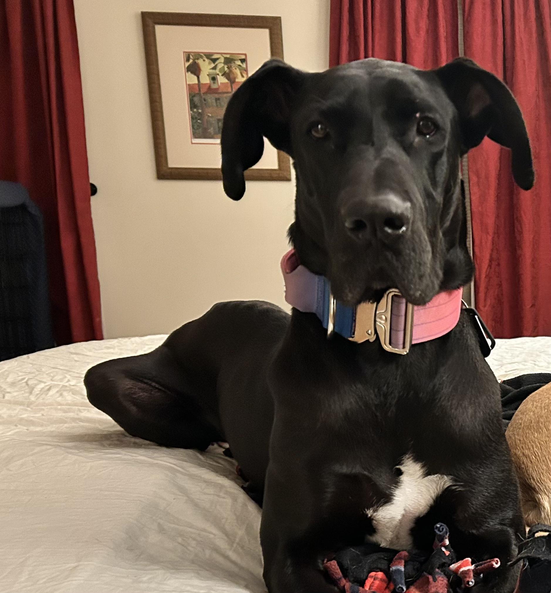 Dog for adoption - Millie Mae, a Great Dane in Windsor Locks, CT | Petfinder