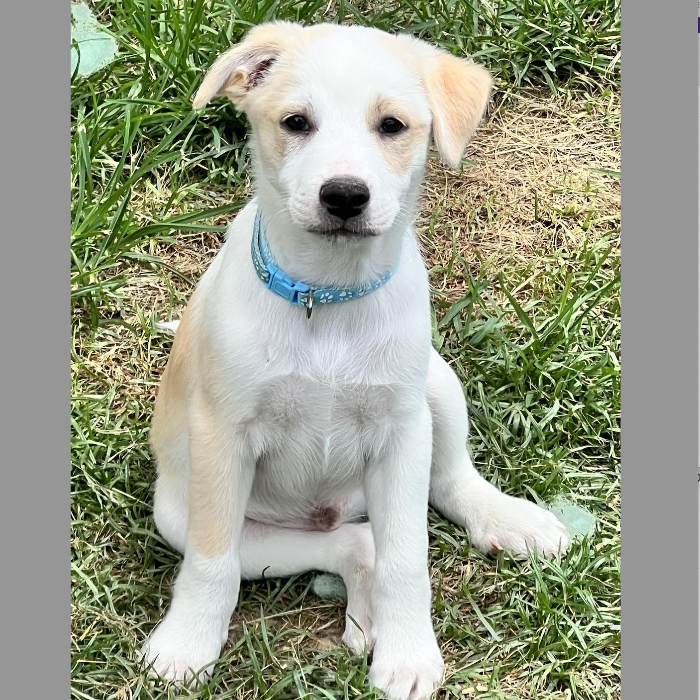 Dog for adoption - Nugget, a Retriever Mix in Brattleboro, VT | Petfinder