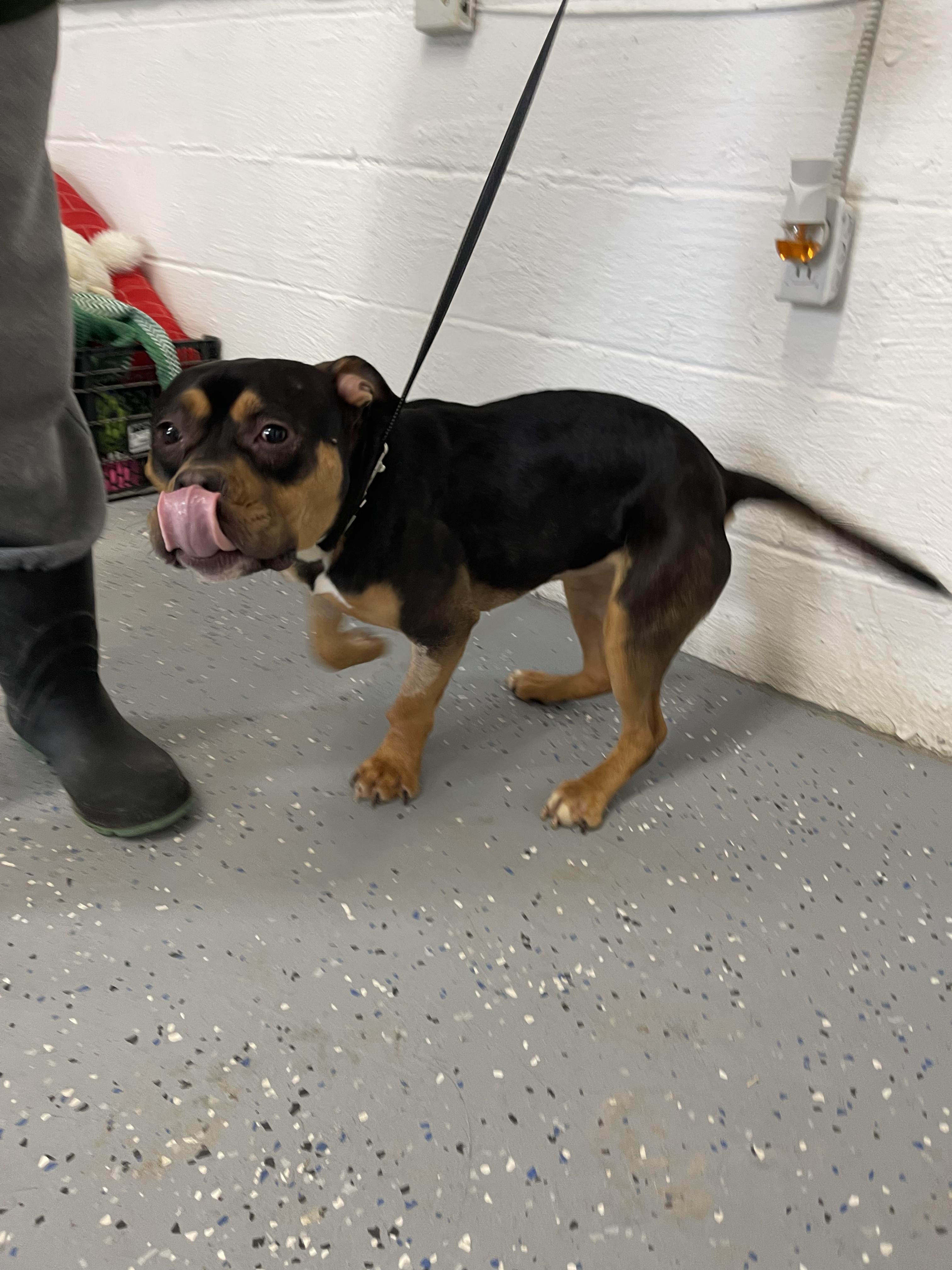 Dog for adoption - Jewel, a Staffordshire Bull Terrier in Lewisburg, TN ...