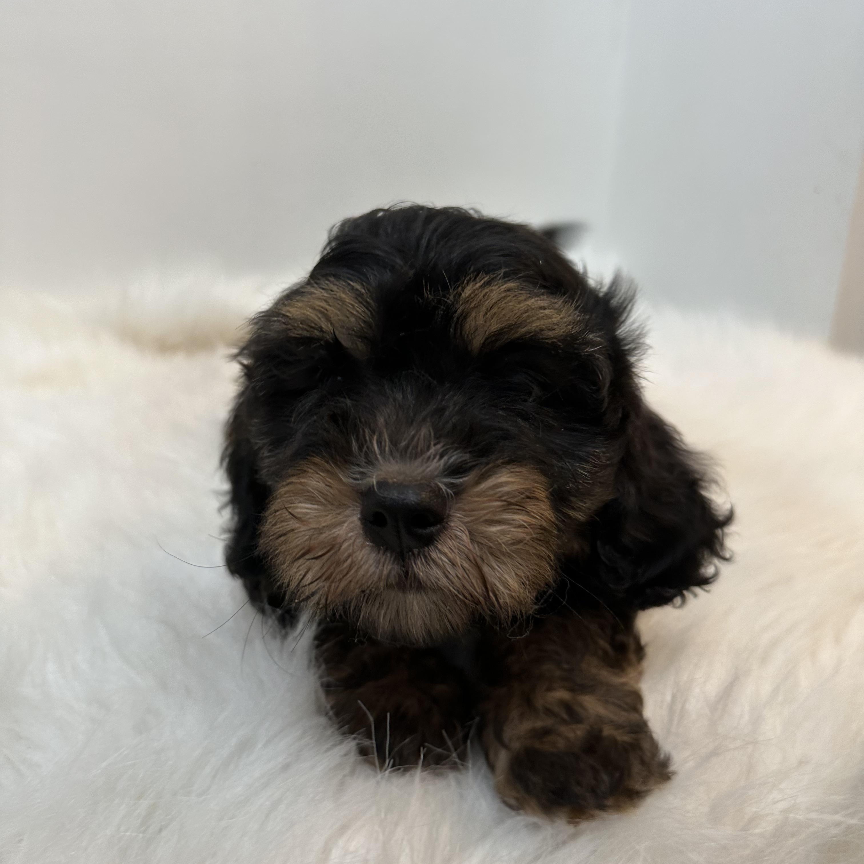 Dog for adoption - Munchkin, a Cavapoo & Havanese Mix in Wrightstown, NJ | Petfinder