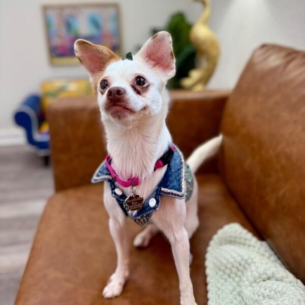 Dog for adoption - Annie Oakley, a Chihuahua & Papillon Mix in ...