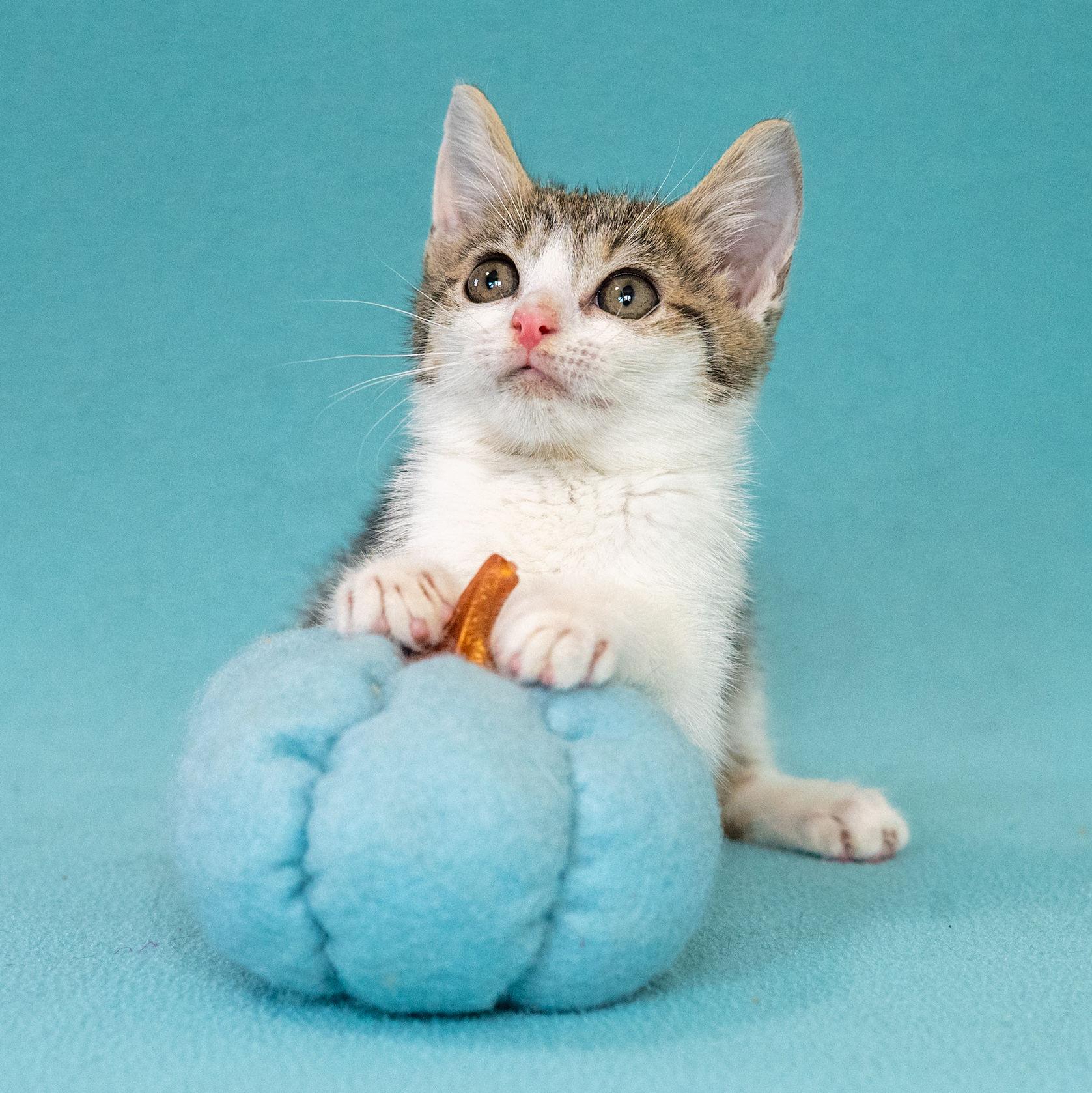 Cat for adoption - Flora, a Domestic Short Hair & Tabby Mix in Mastic ...