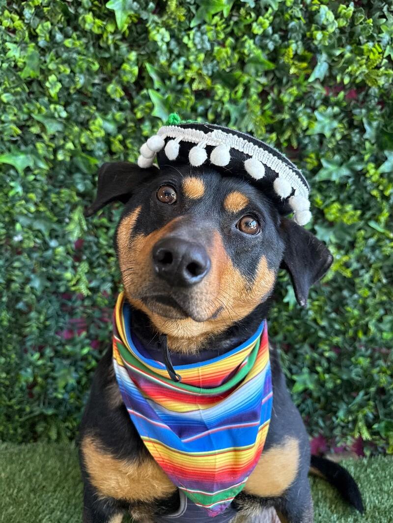 Dog for adoption - Pato, a German Pinscher & Spaniel Mix in Las Vegas ...