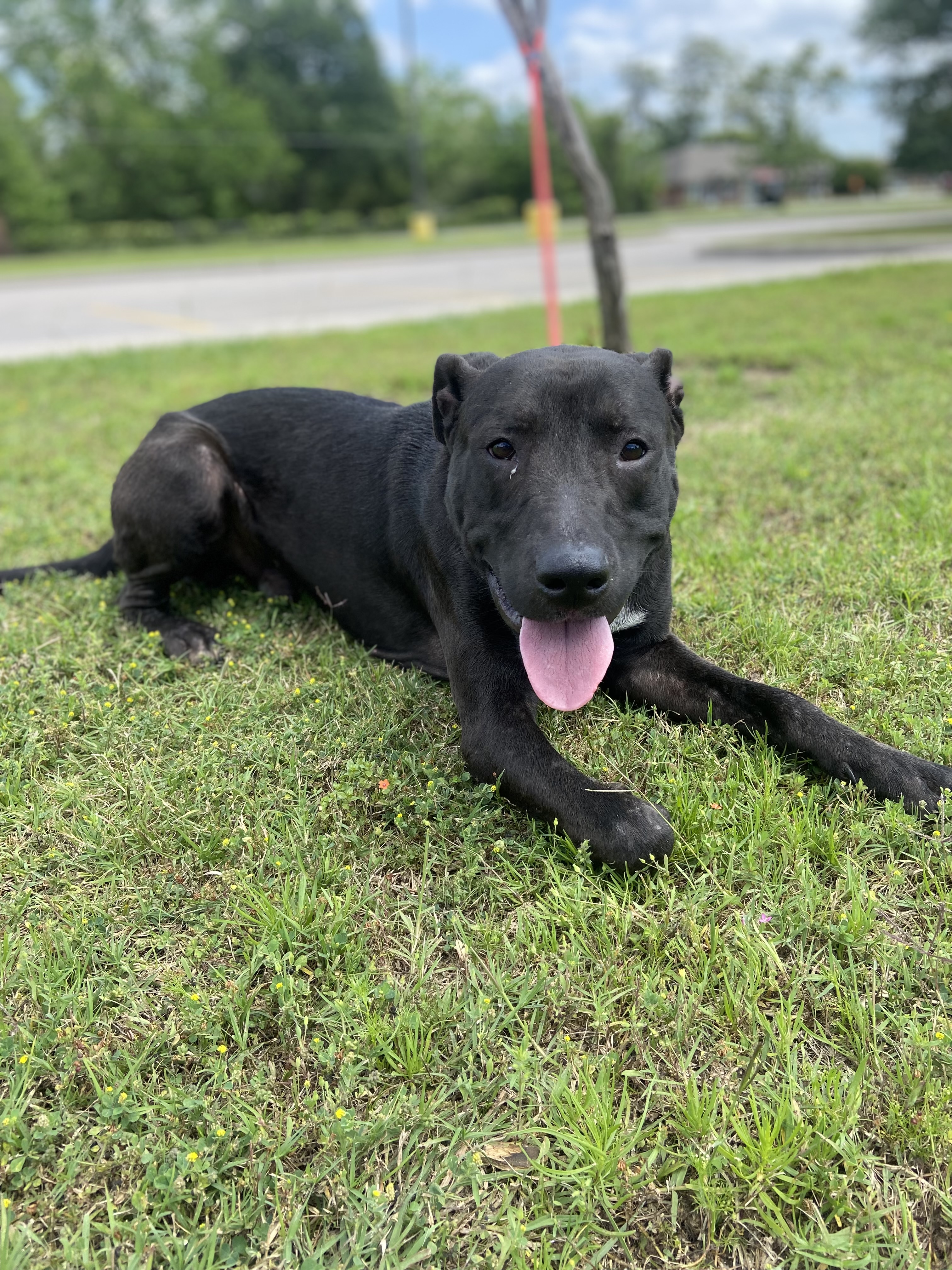 Dog for adoption - Jet, a Black Labrador Retriever in Snohomish, WA ...