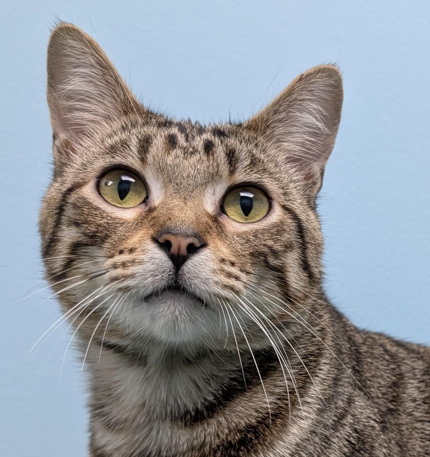 Available Cats and Kittens - Johnston County Animal Protection League ...