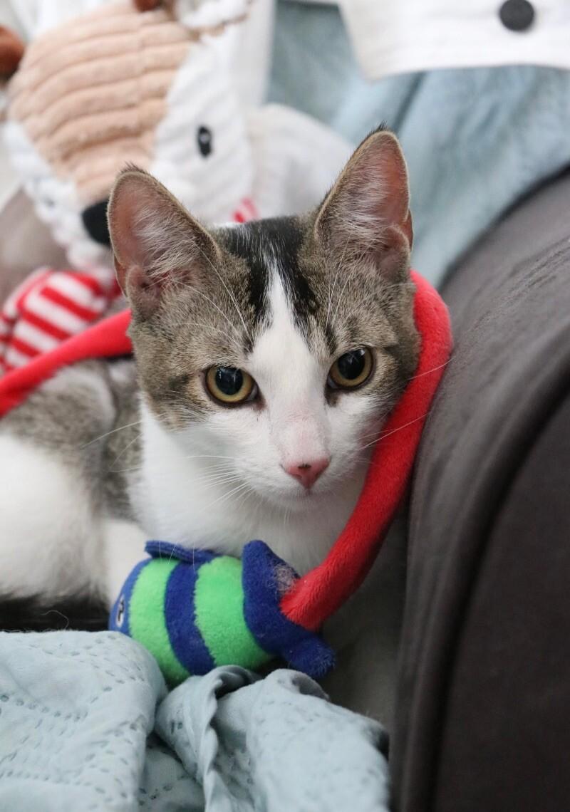 Cat for adoption - Monkey, a Domestic Short Hair Mix in Cincinnati, OH ...
