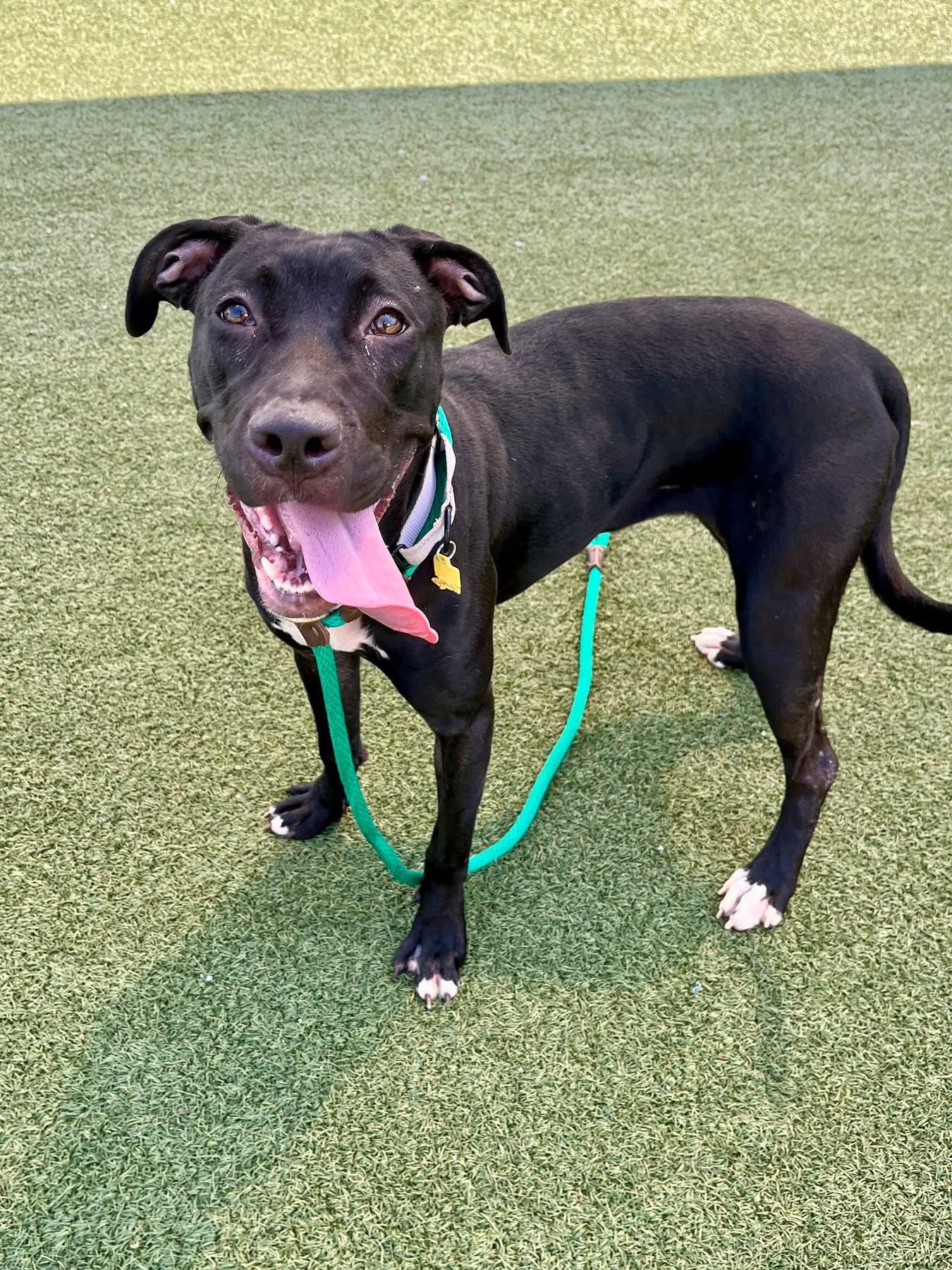 Dog for adoption - Sugar Corn, a Great Dane Mix in Cleveland, OH ...