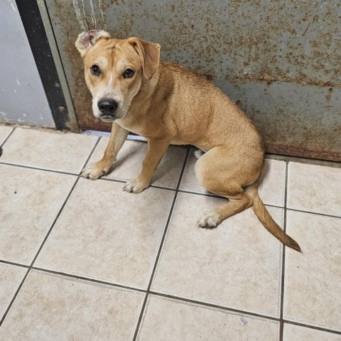 Dog for adoption - Osburn, a Mixed Breed in Lake Jackson, TX | Petfinder