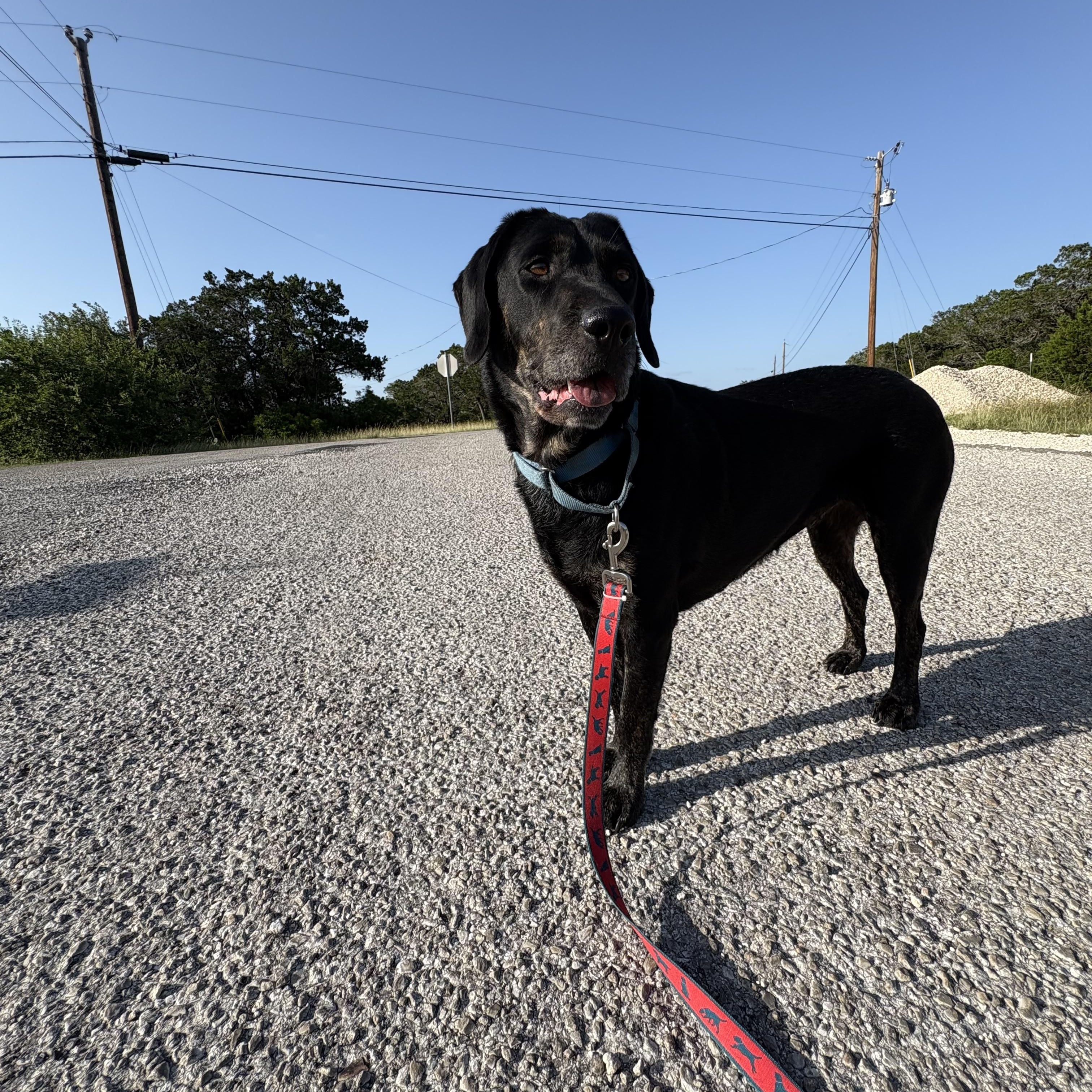 Dog for adoption - Nani, a Labrador Retriever Mix in Catonsville, MD ...