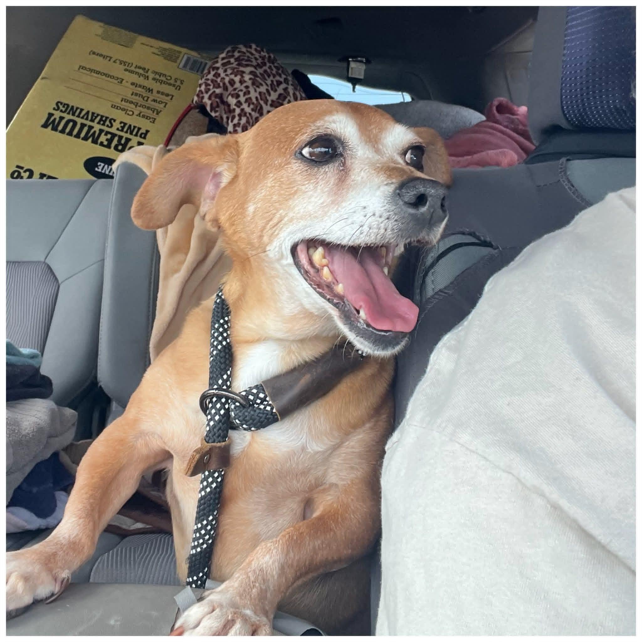 Dog for adoption - Dozer, a Dachshund & Chihuahua Mix in Clovis, CA ...