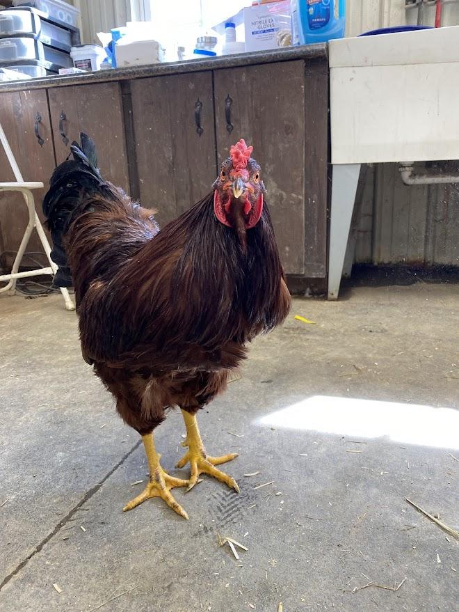 Chicken for adoption - Rocky, a Chicken in Ravenna, OH | Petfinder