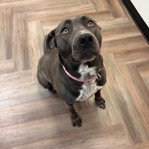 Dog for adoption - Sara, a Labrador Retriever & American Staffordshire ...